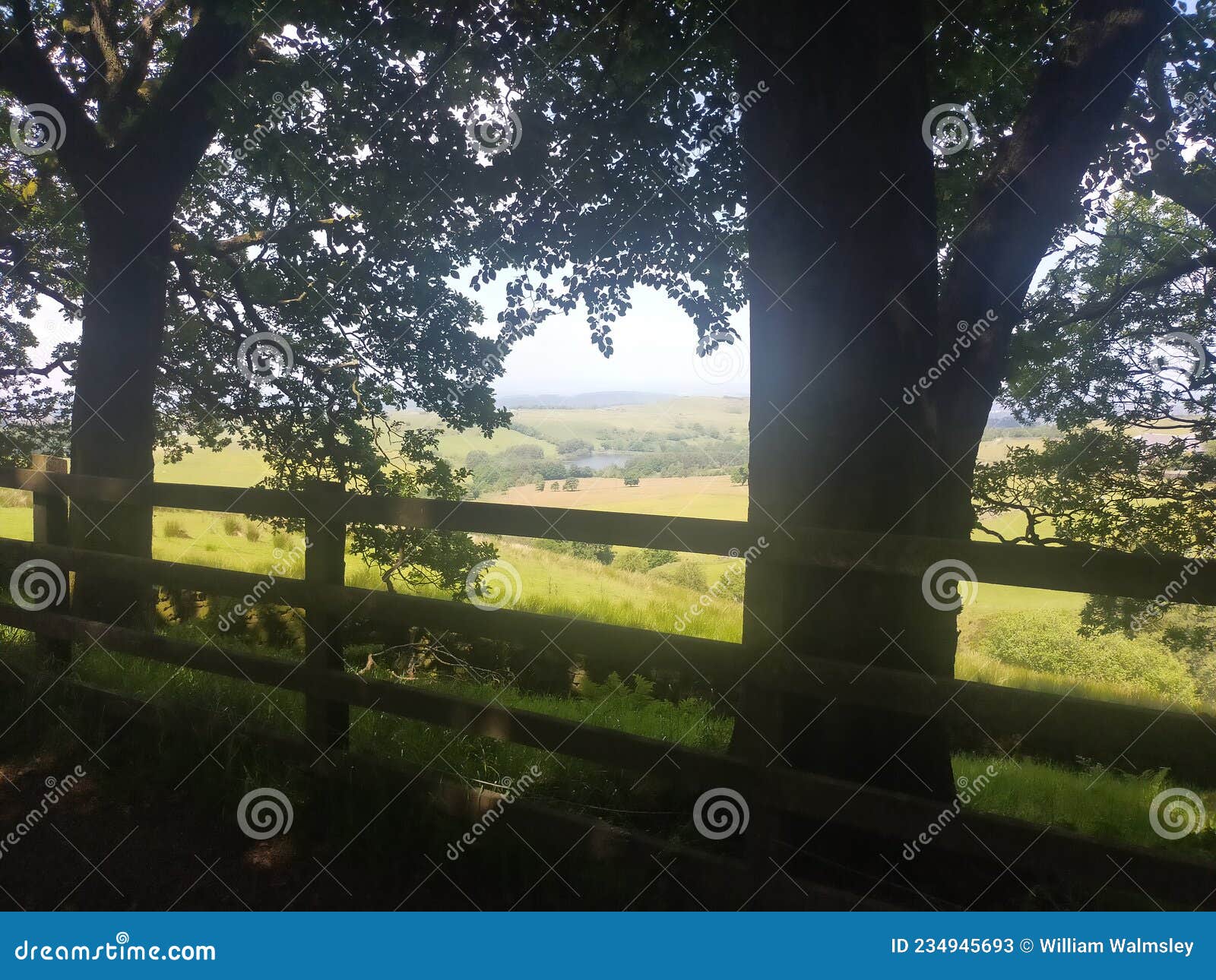 Summer in the shade stock image. Image of grass, light - 234945693