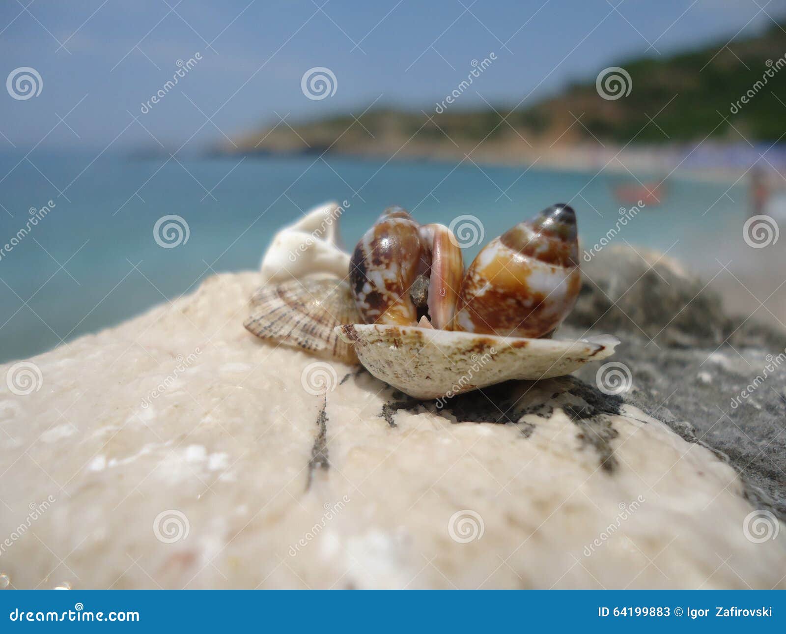 Summer stock image. Image of tupes, summer, shel, shells - 64199883