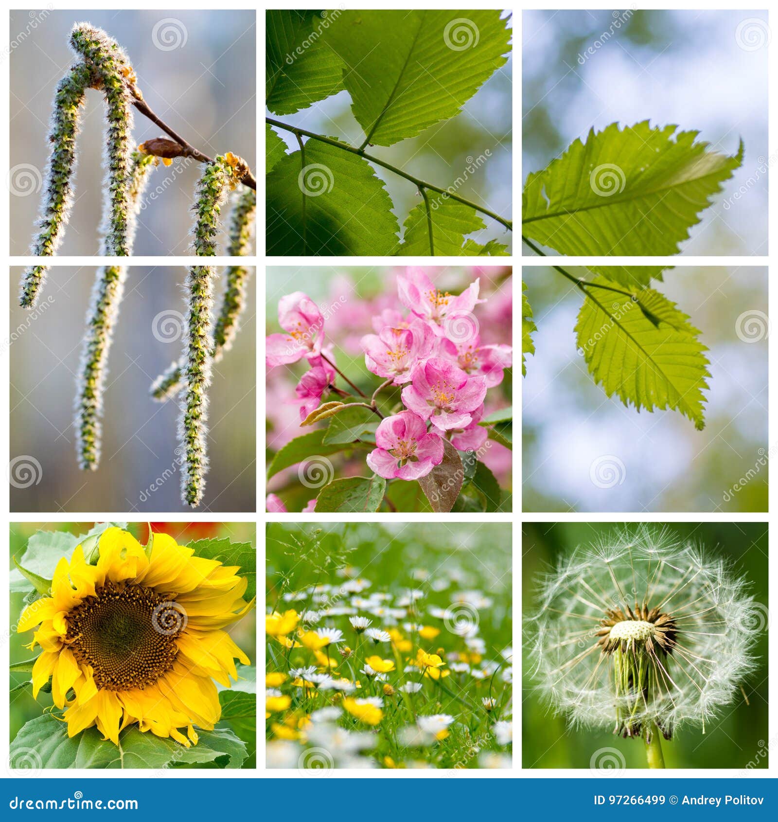 Summer Shots, Multiple Image Collage Stock Image - Image of botany ...