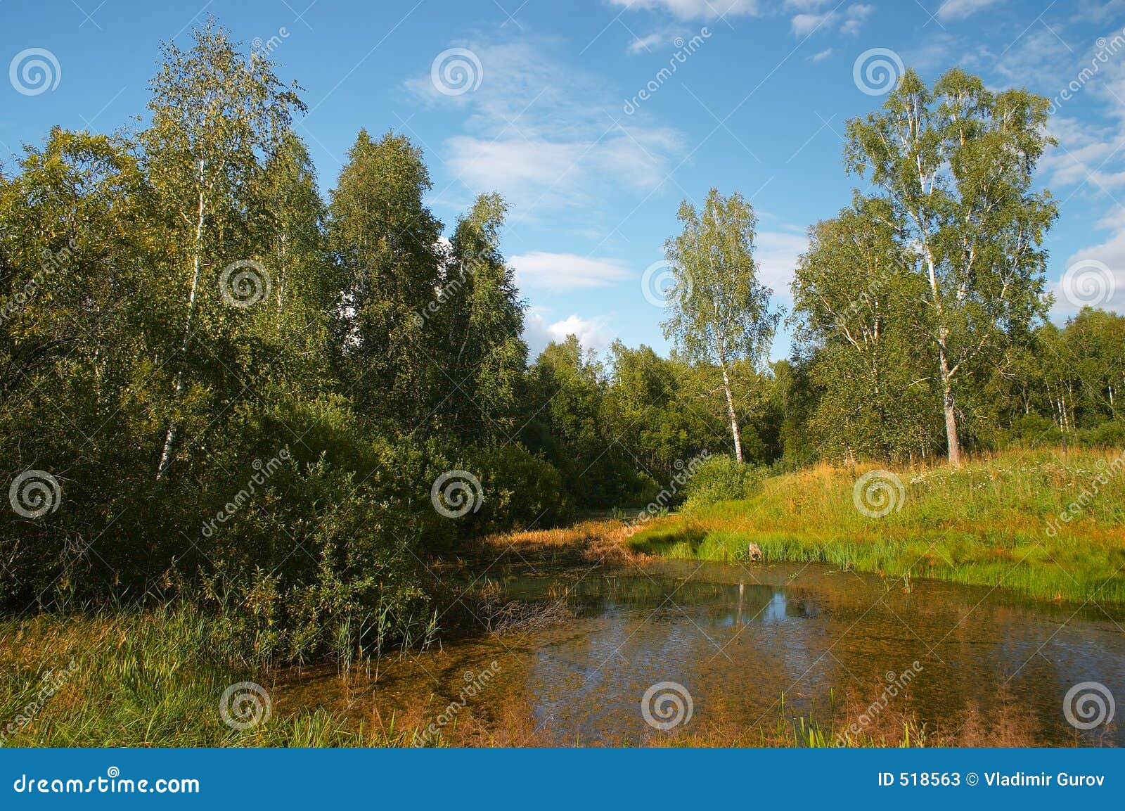 Summer in siberian forest stock image. Image of rush, stream - 518563