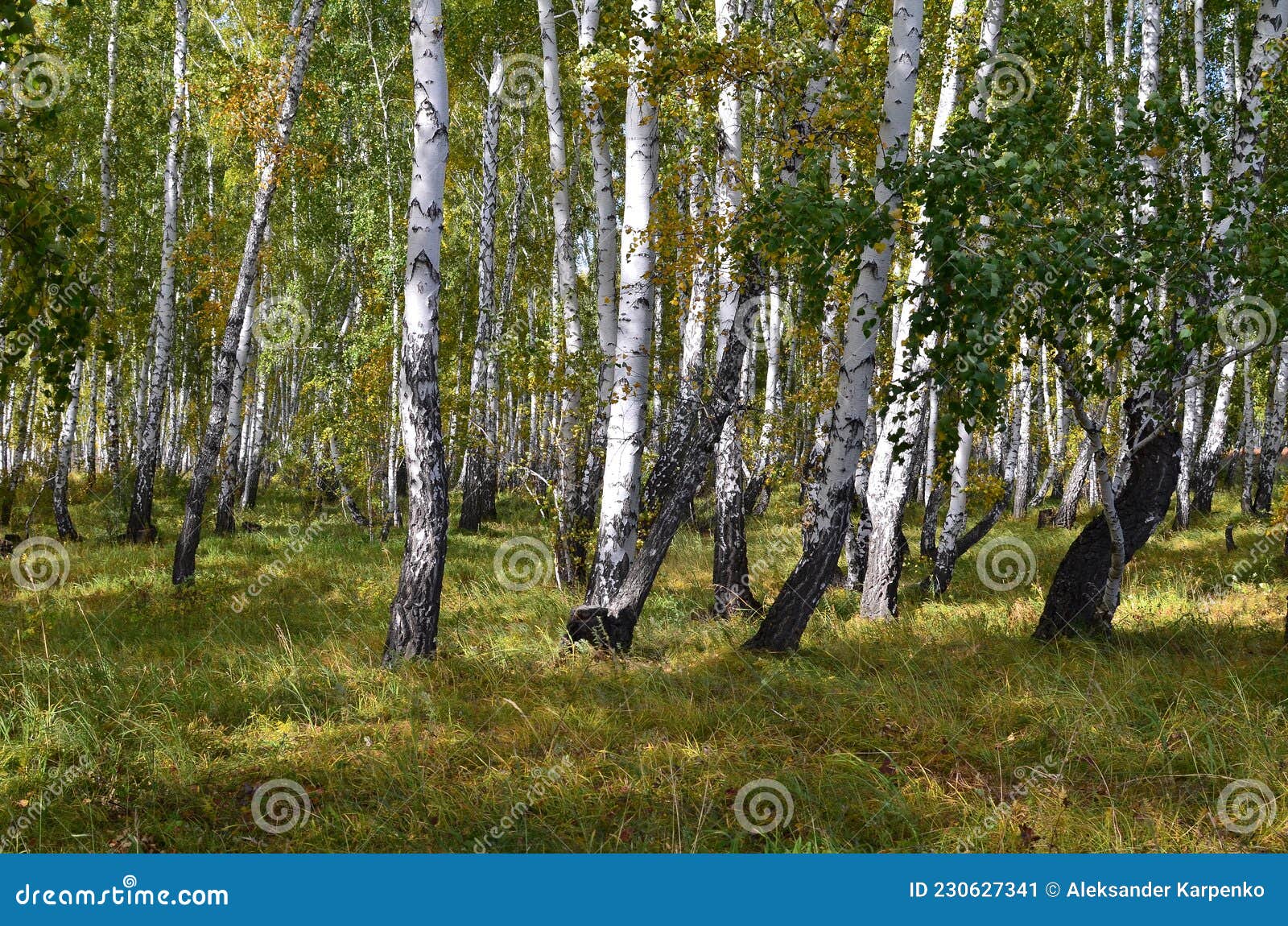 Summer Siberian Birch Forest Stock Image - Image of siberian, tree ...