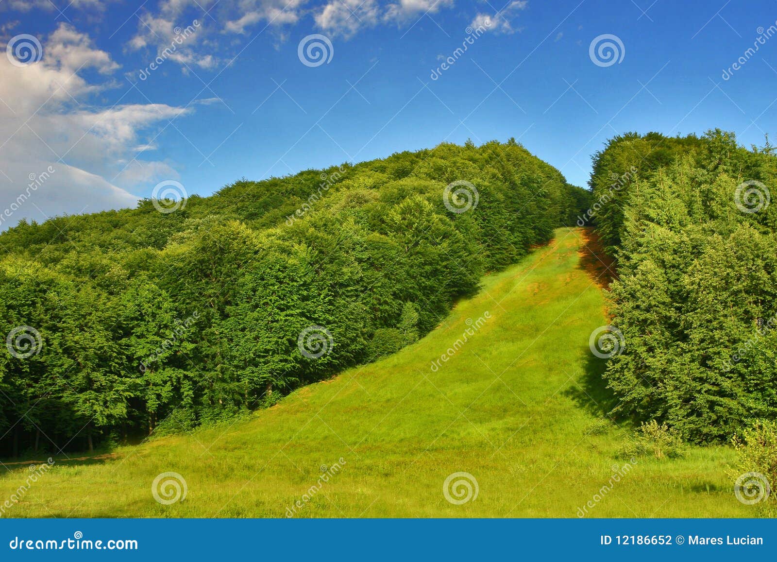 Summer Slope Cut Trough Dense Lush Forest. Stock Photo - Image of ...