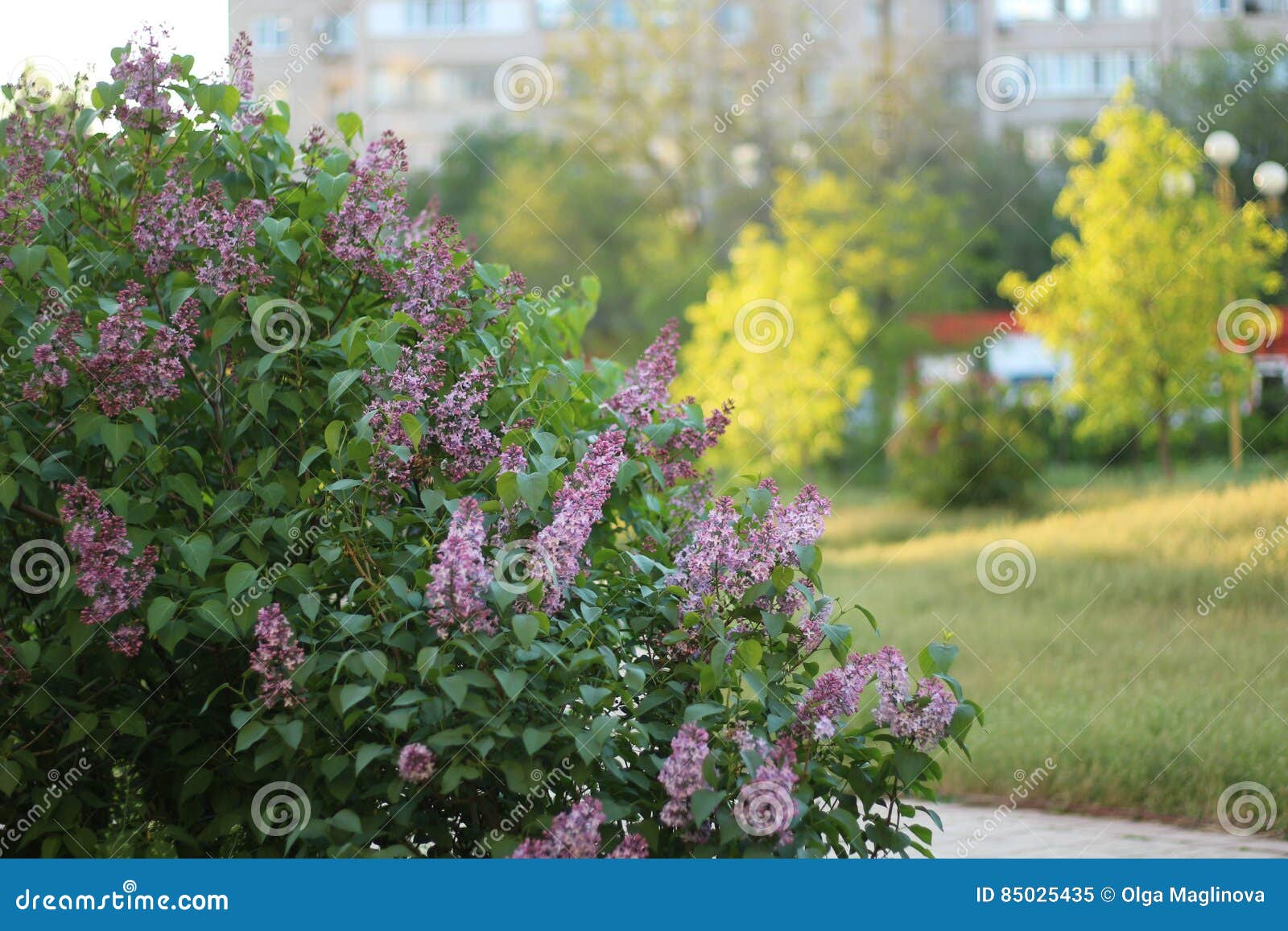 Summer smell stock image. Image of flower, beauty, tree - 85025435