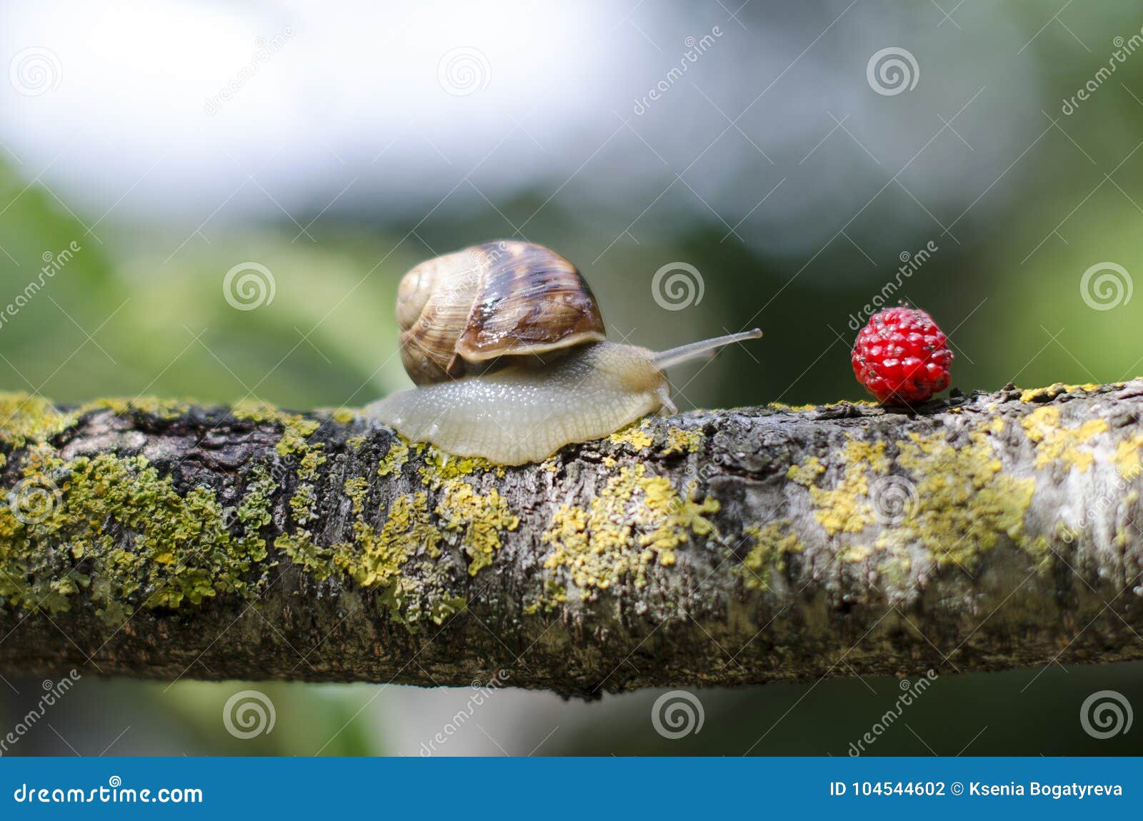 Summer, a Snail on a Branch Crawls for a Red Berry Stock Photo - Image ...