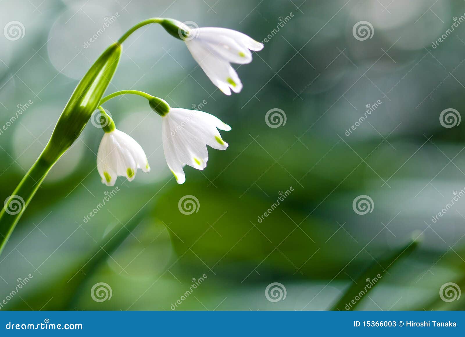 Summer snowflake stock image. Image of meadow, aestivum - 15366003