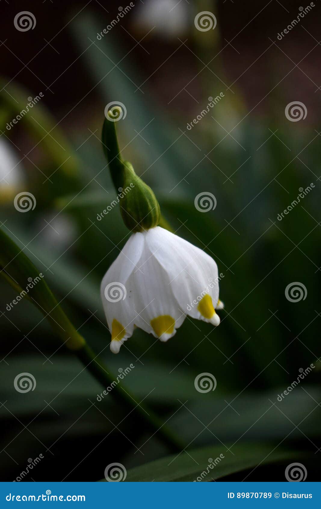 Summer snowflake stock image. Image of meadow, blossom - 89870789