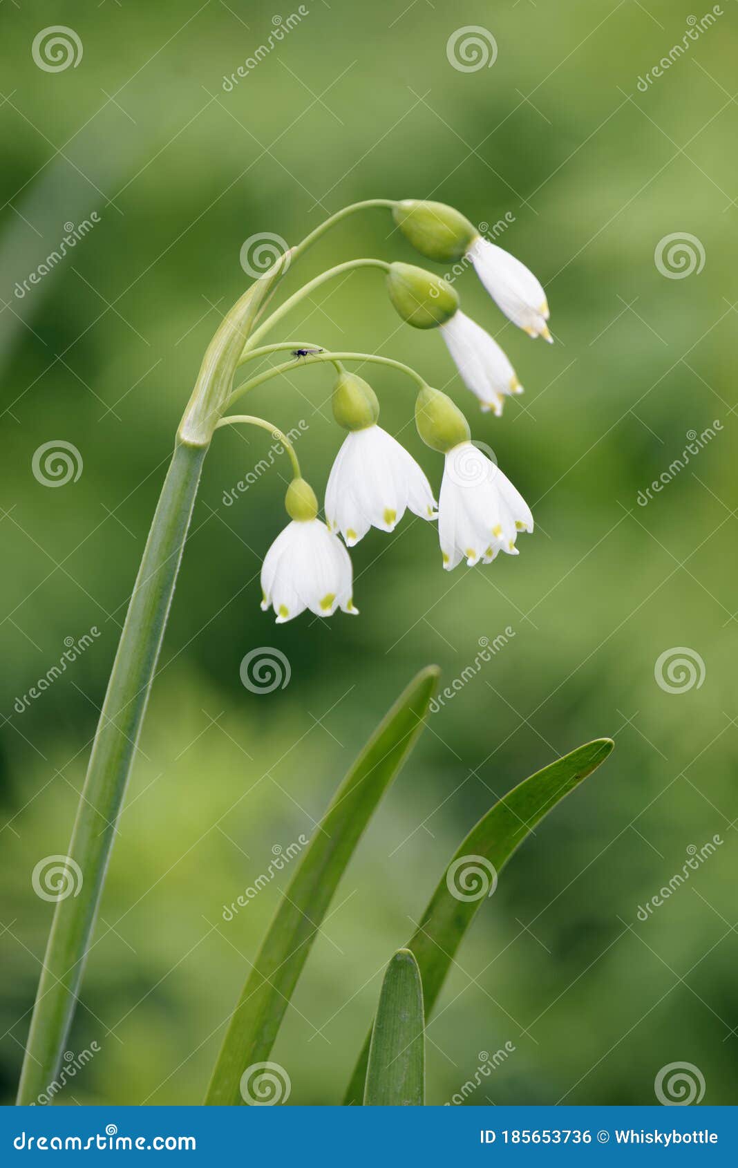 Summer Snowflake stock photo. Image of gloucestershire - 185653736