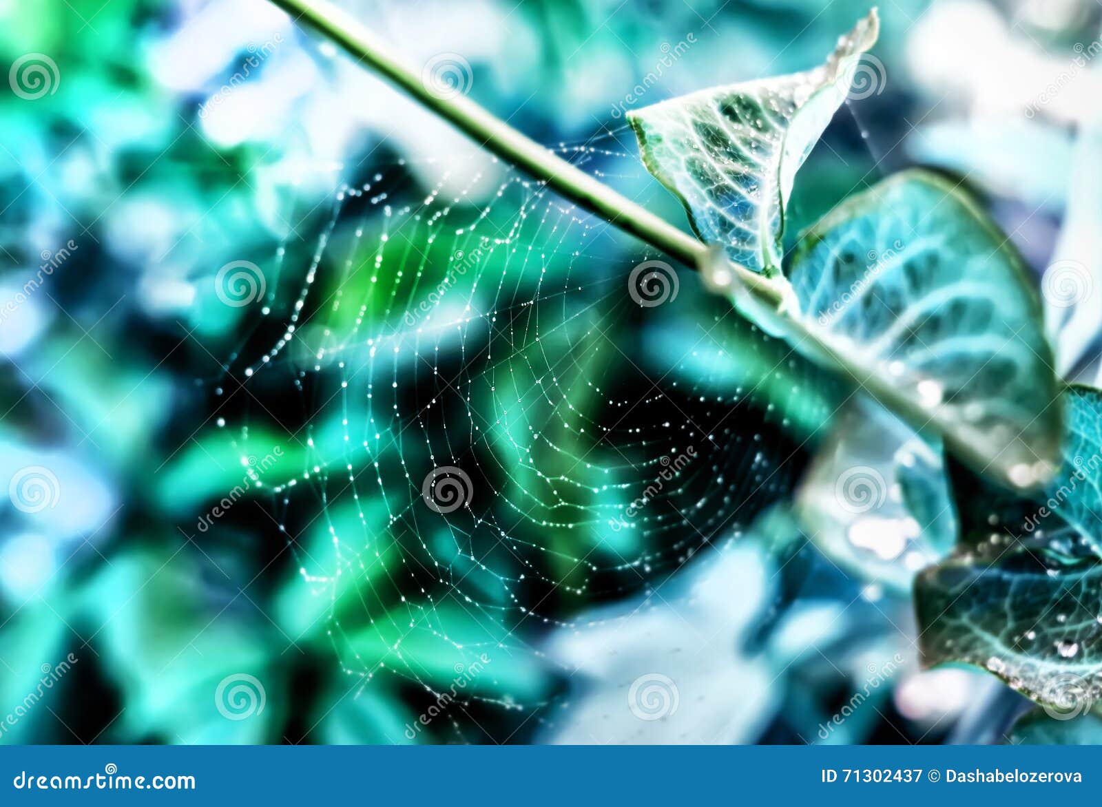 Summer spider web in blue stock image. Image of morning - 71302437
