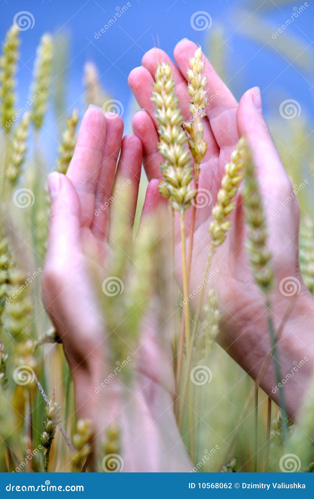 Summer Spike in Woman Hands Stock Photo - Image of crop, healthy: 10568062
