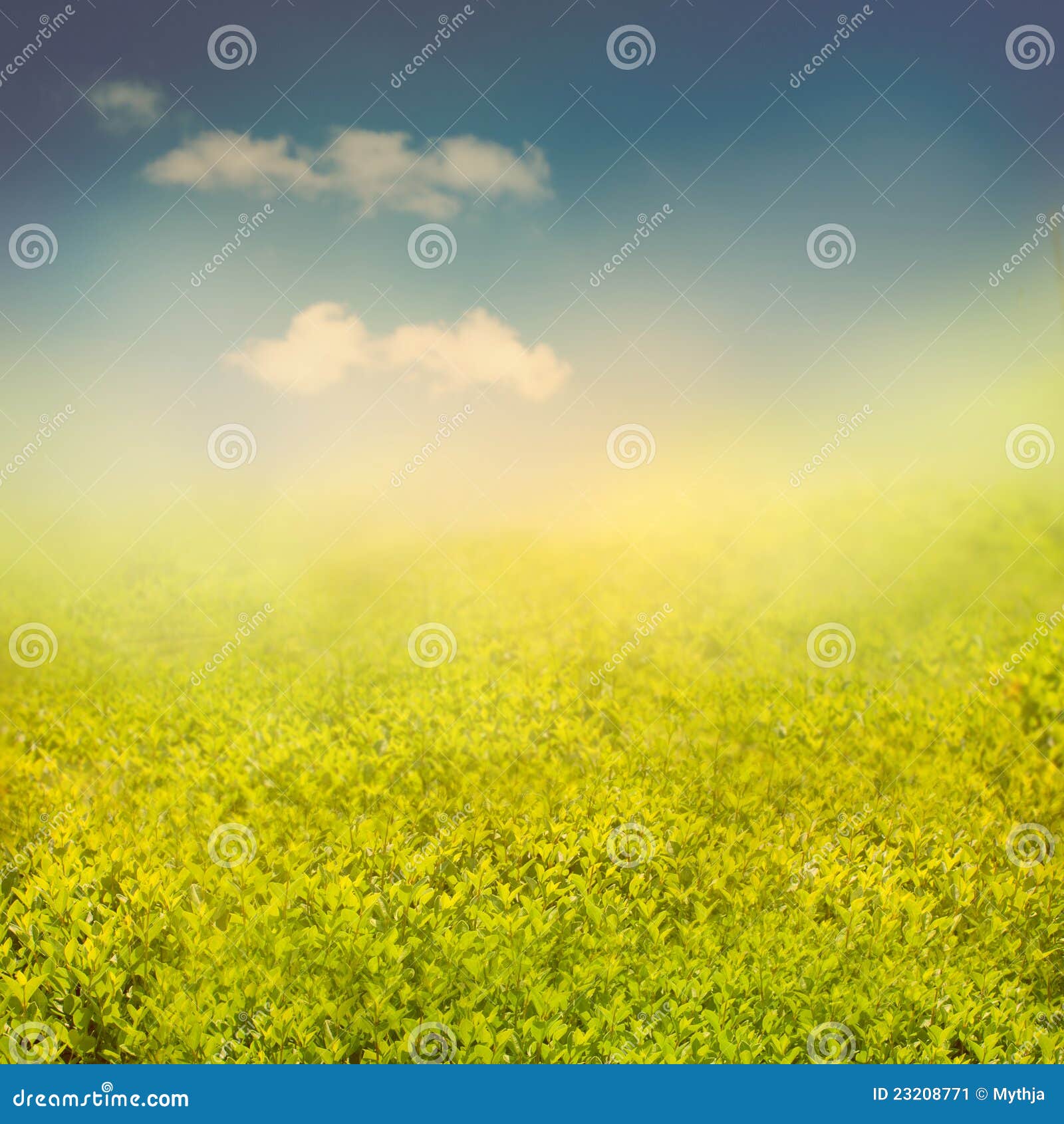 35,865 Spring Hedge Stock Photos - Free & Royalty-Free Stock Photos ...