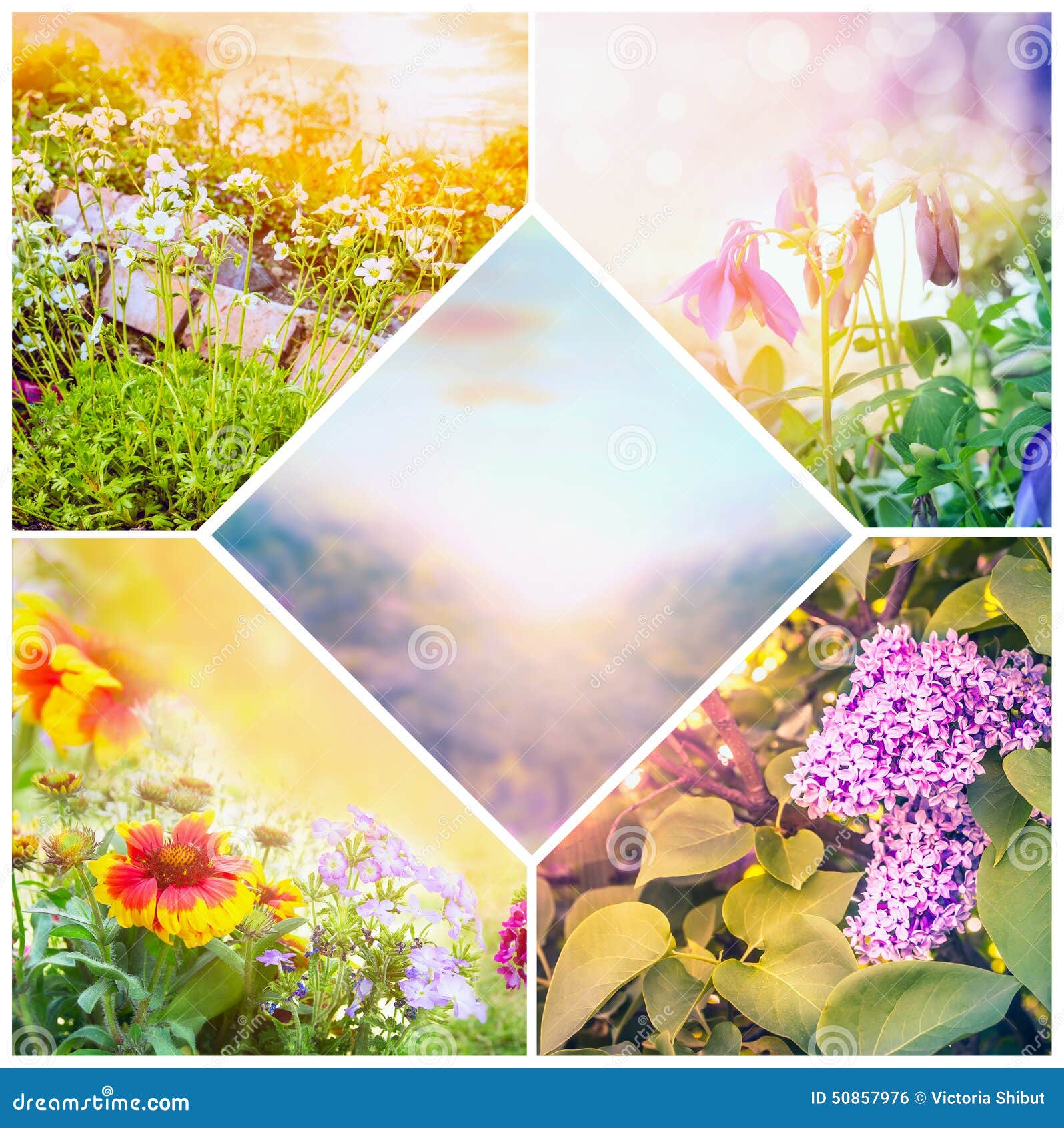 Summer Spring Flowers Collage Stock Photo - Image of meadow, collage ...