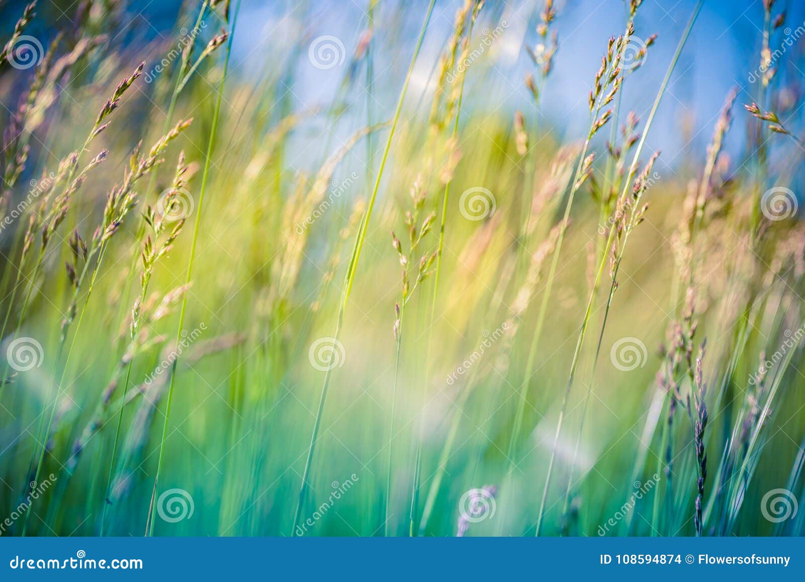 Beautiful Summer Meadow Blurred Background Under Sunlight Stock Photo ...