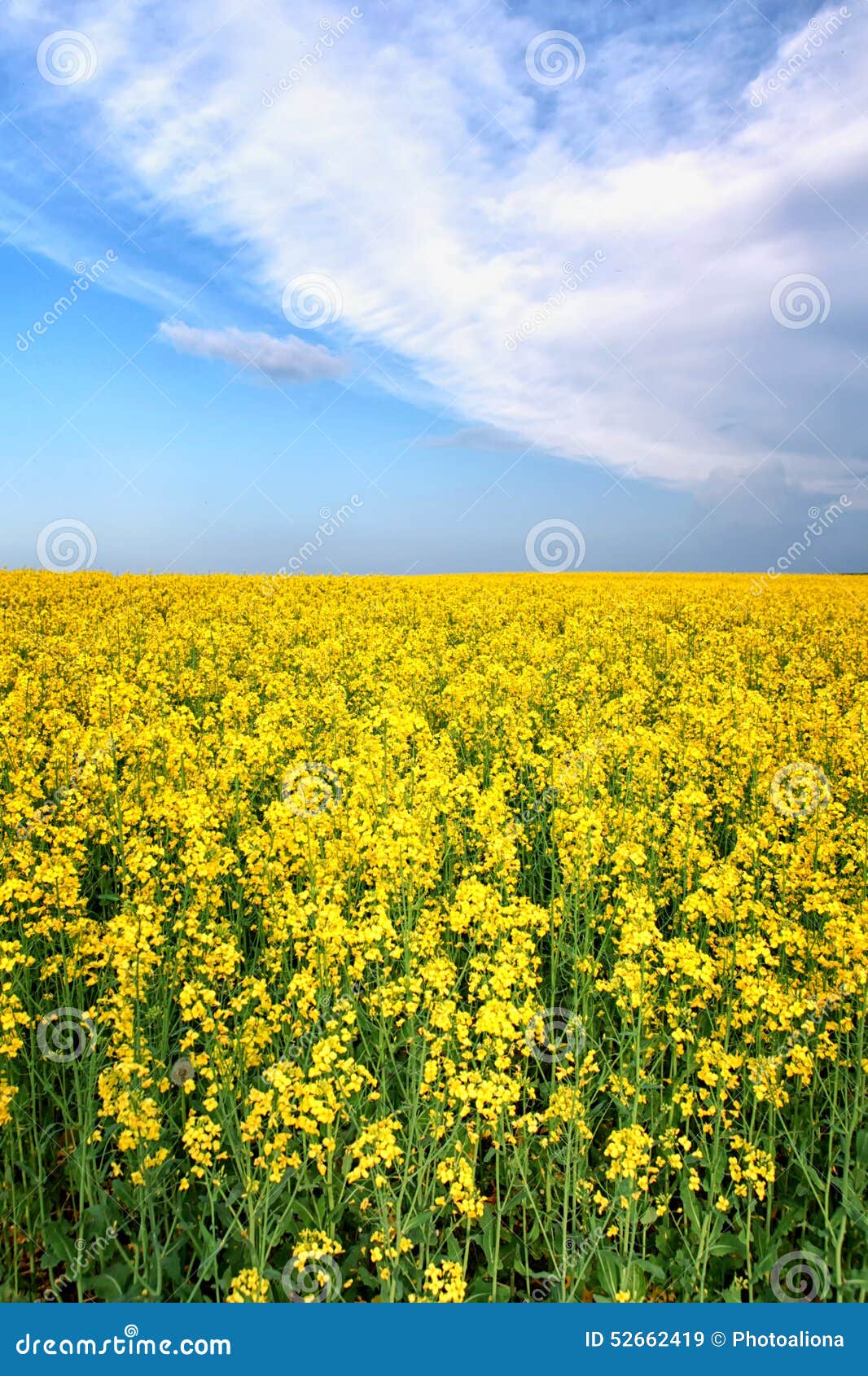 Summer Spring Yellow Flower Field Stock Image - Image of blossom, flora ...