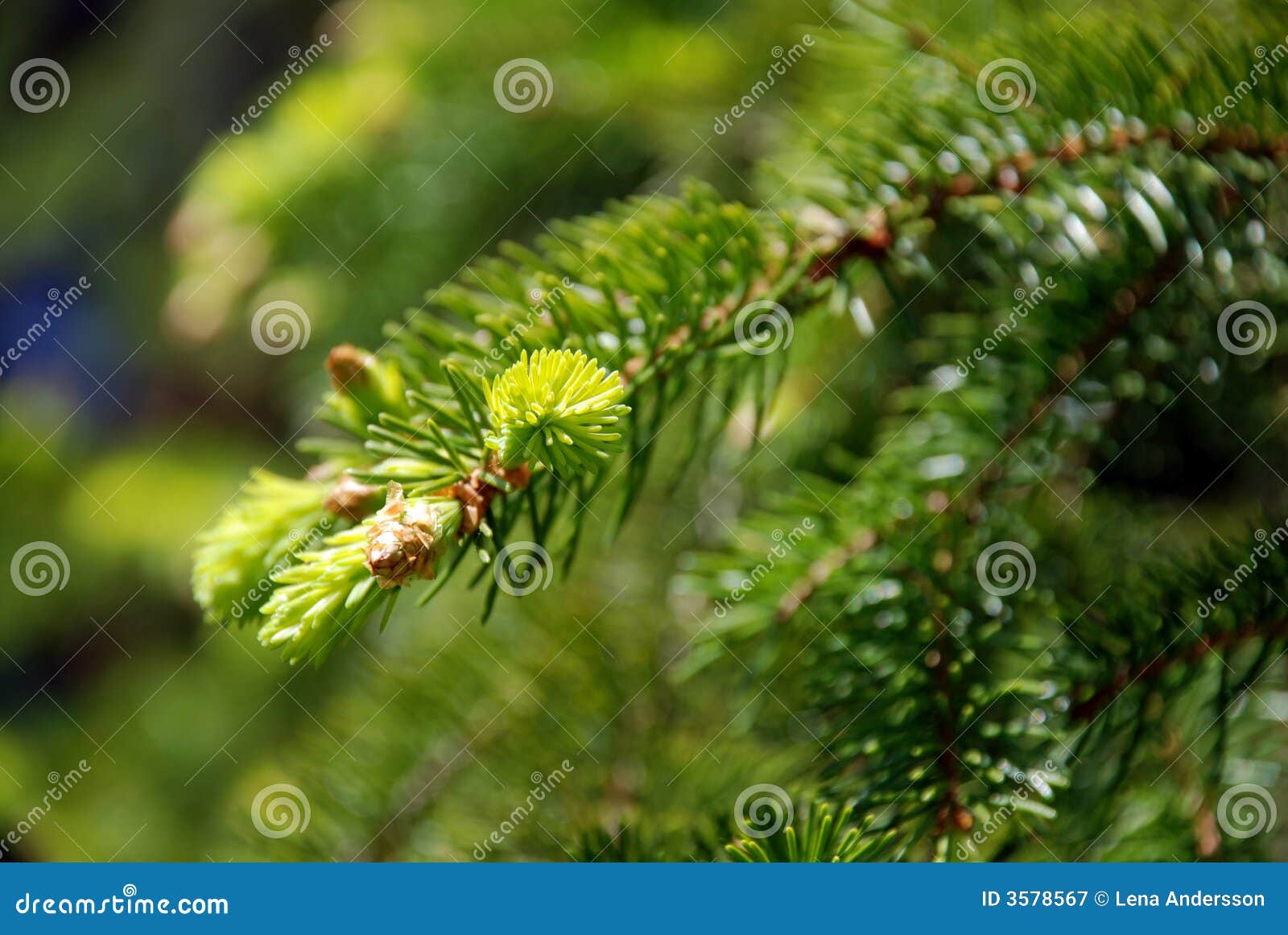 Summer spruce sprig stock image. Image of grow, young - 3578567