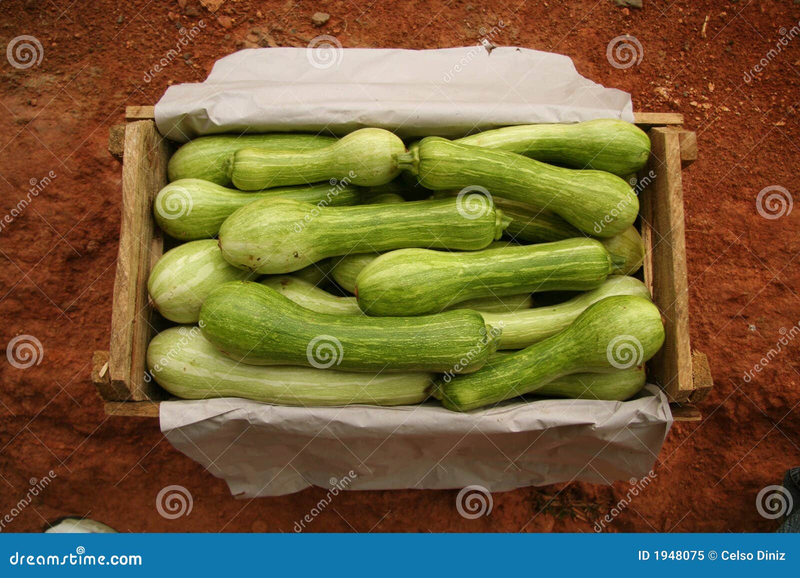 Box of summer squashes stock image. Image of full, green - 1948075
