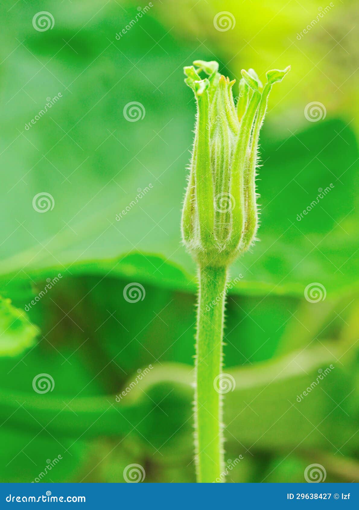 Summer squash flower stock image. Image of marrow, field - 29638427