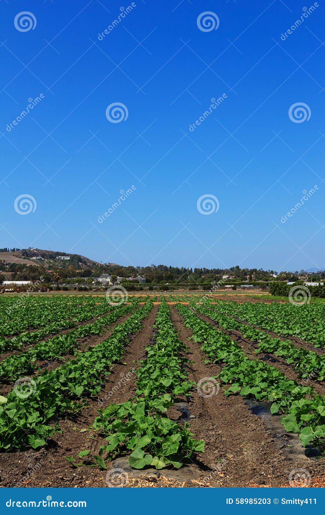 5,138 Summer Squash Field Stock Photos - Free & Royalty-Free Stock ...