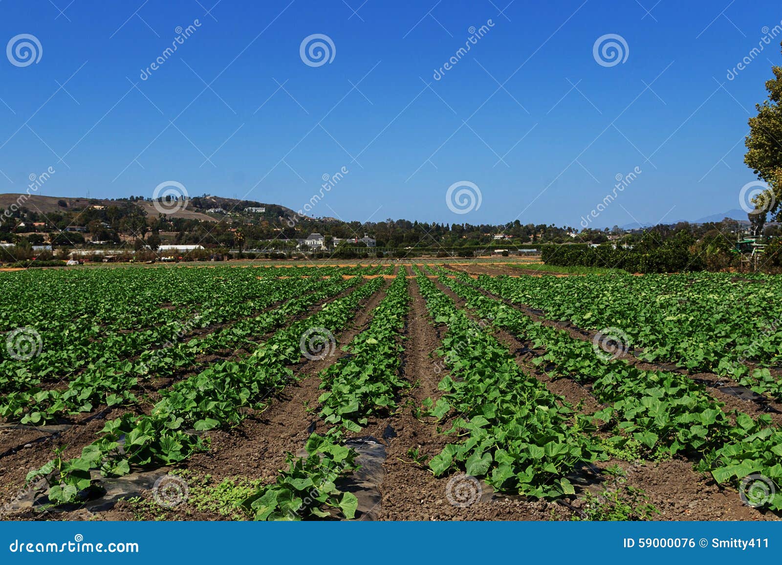 Summer Squash Plants on a Farm Stock Photo - Image of background ...