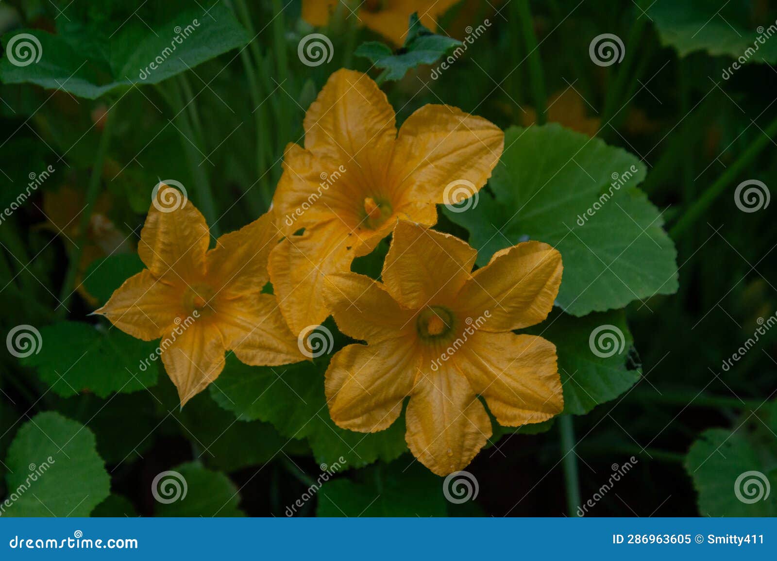 Summer Squash Yellow Flower in a Vegetable Garden Stock Image - Image ...