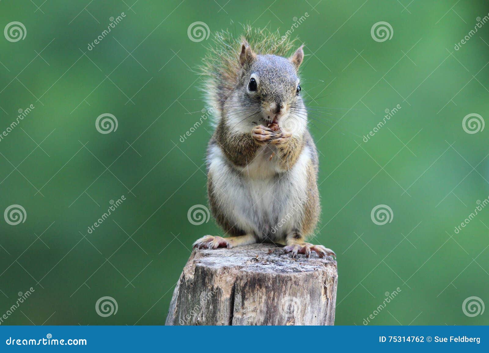 Summer Squirrel stock photo. Image of wild, sitting, nature - 75314762