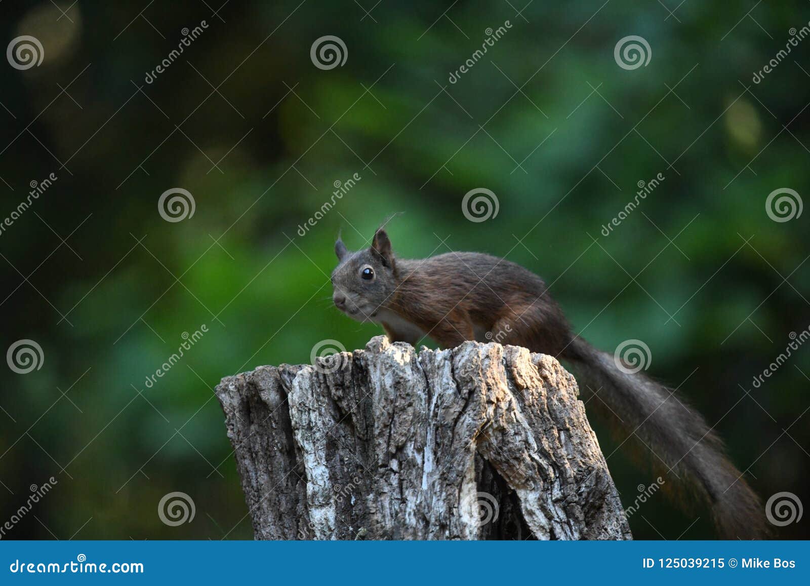 Squirrel on tree trunk stock image. Image of animals - 125039215