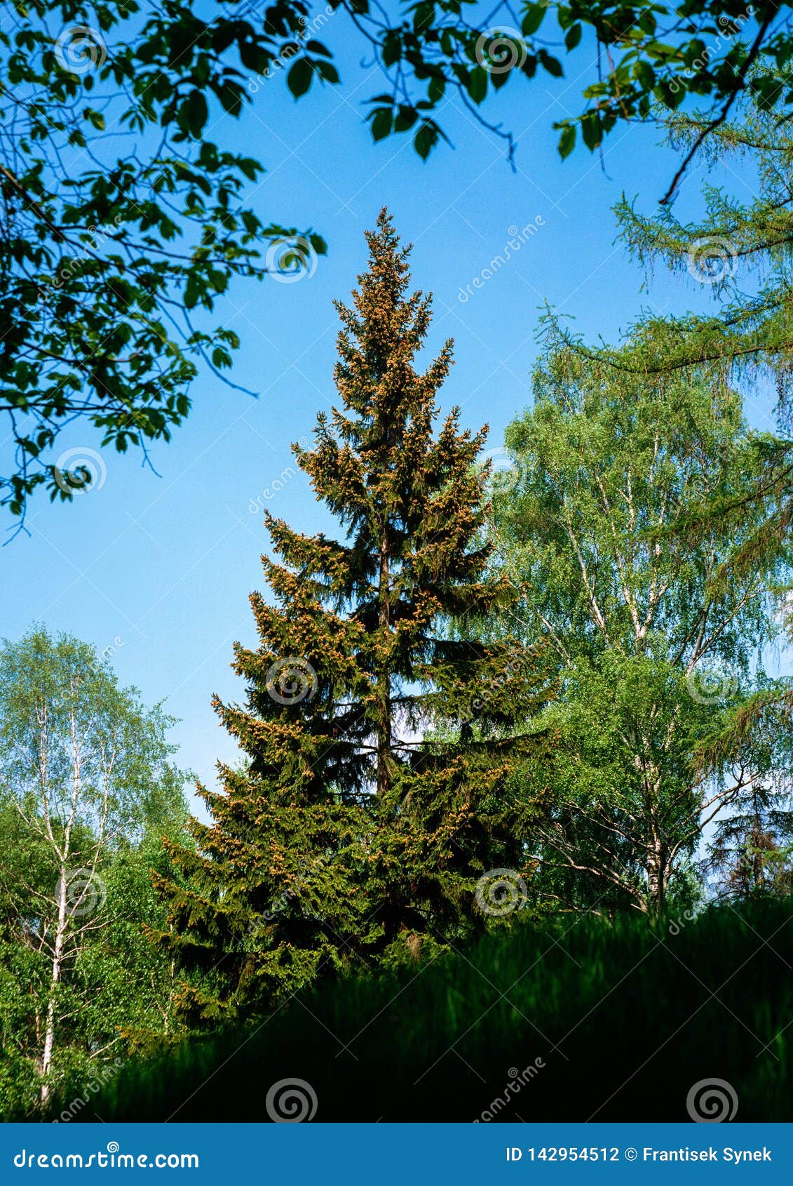 Summer Still Life with Tree Stock Photo - Image of scenery, still ...