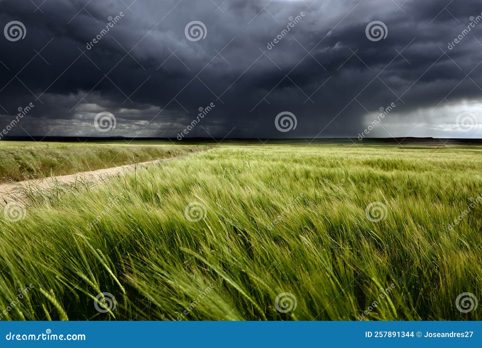 Summer storm in rye fields stock photo. Image of rainy - 257891344