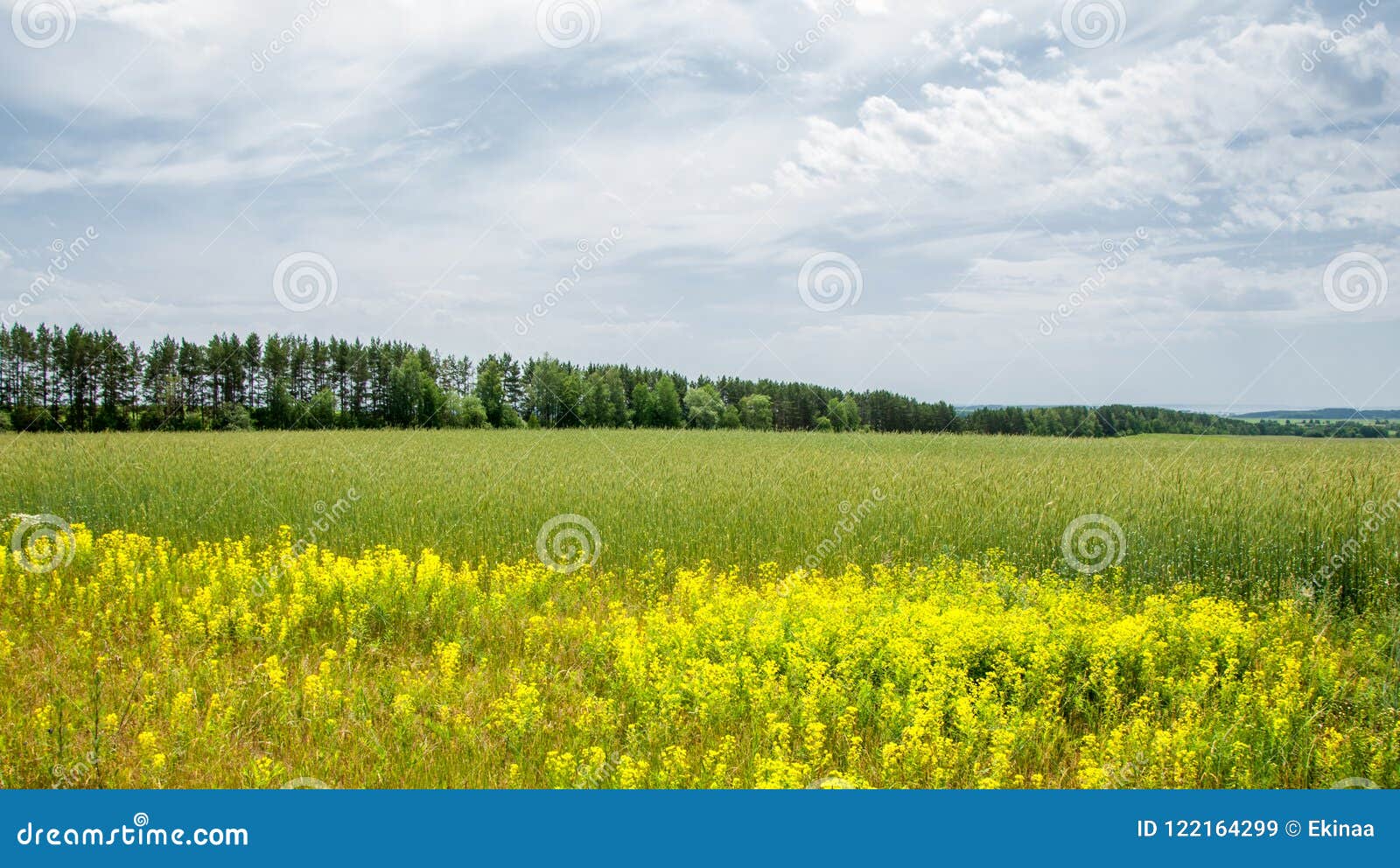 Summer, Summertime, Summer-tree Stock Image - Image of path, leaf ...