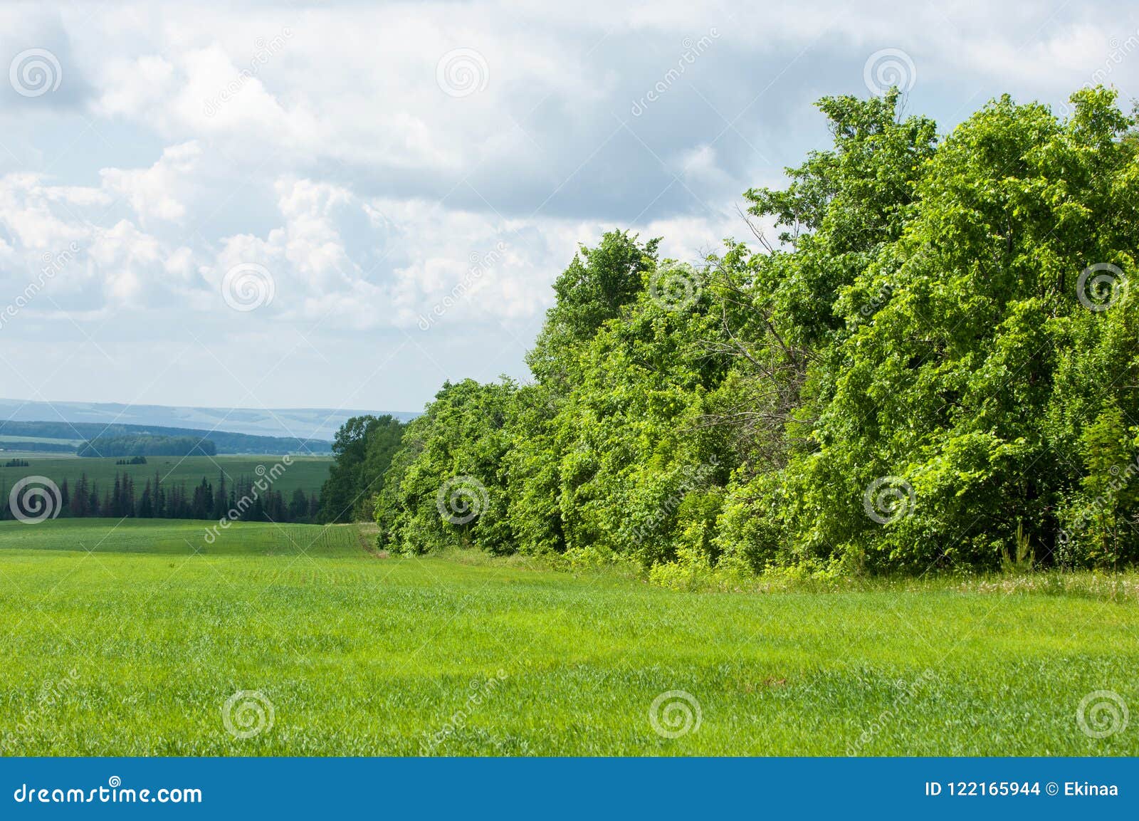 Summer, Summertime, Summer-tree Stock Photo - Image of meadow, leaf ...