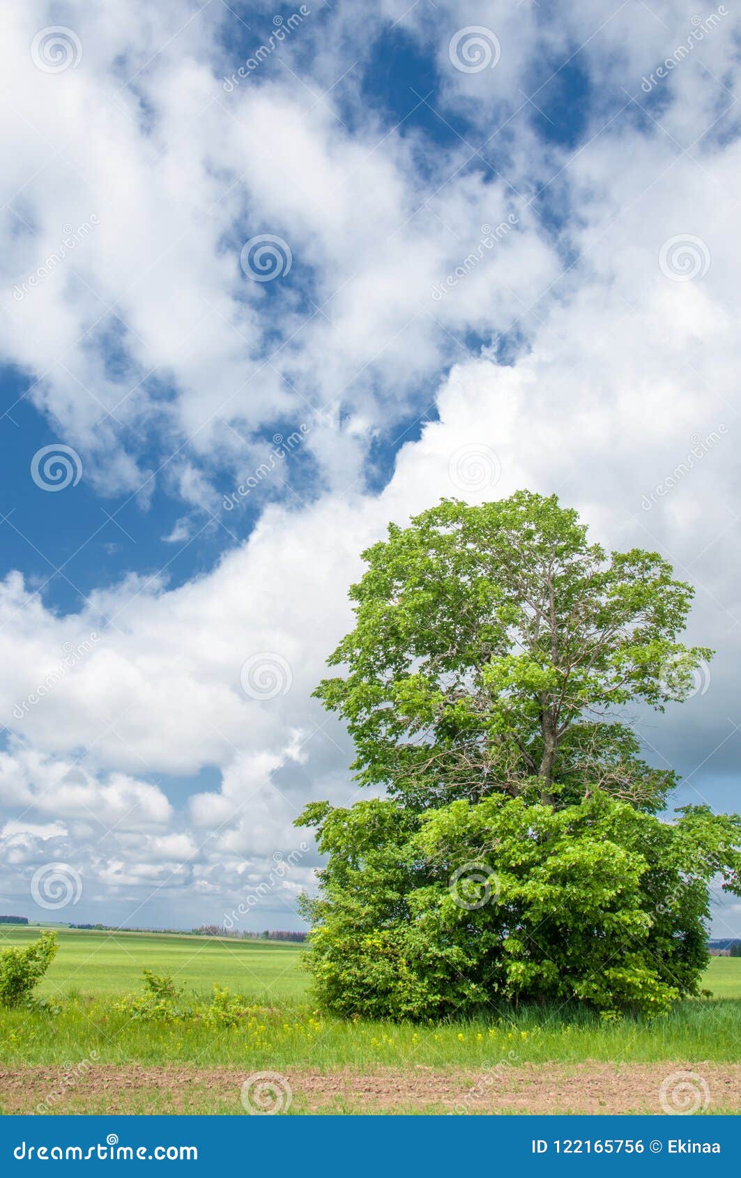 Summer, Summertime, Summer-tree Stock Photo - Image of bright, natural ...
