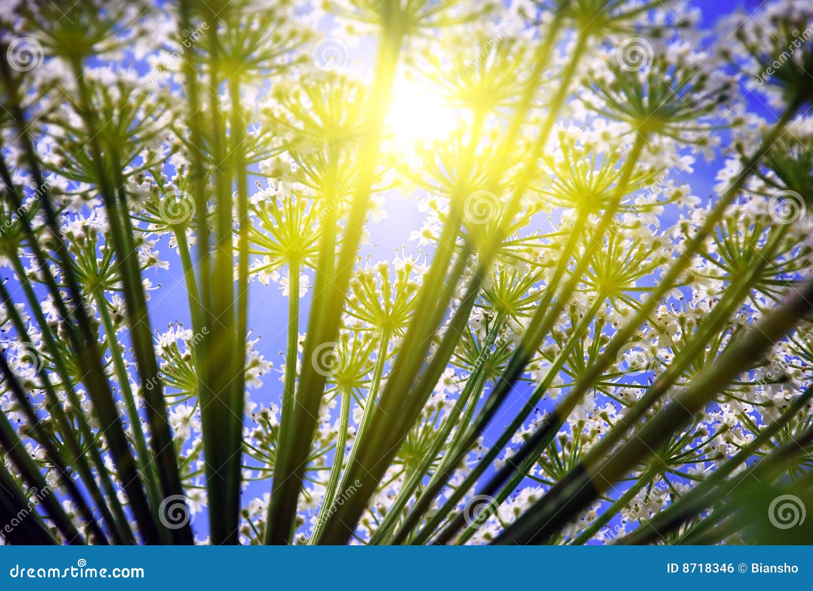 Summer sun through flower stock photo. Image of sunny - 8718346