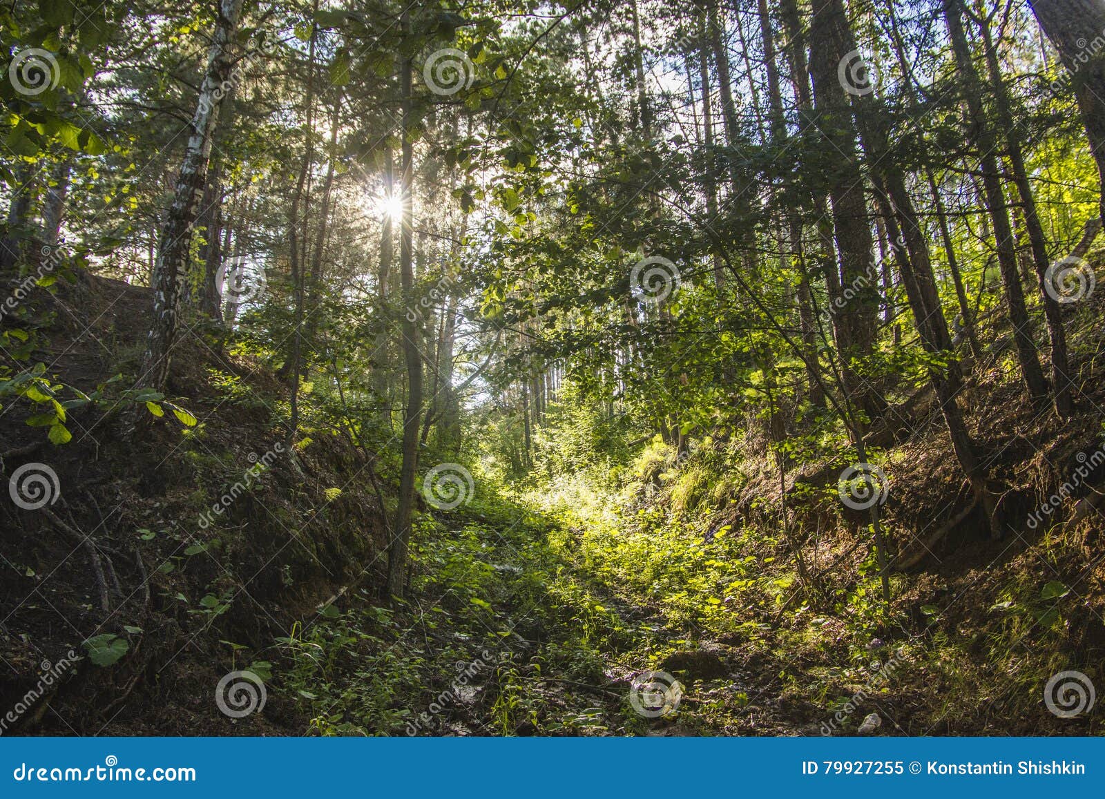 Summer Sun in a Green Forest Stock Image - Image of nature, leaf: 79927255