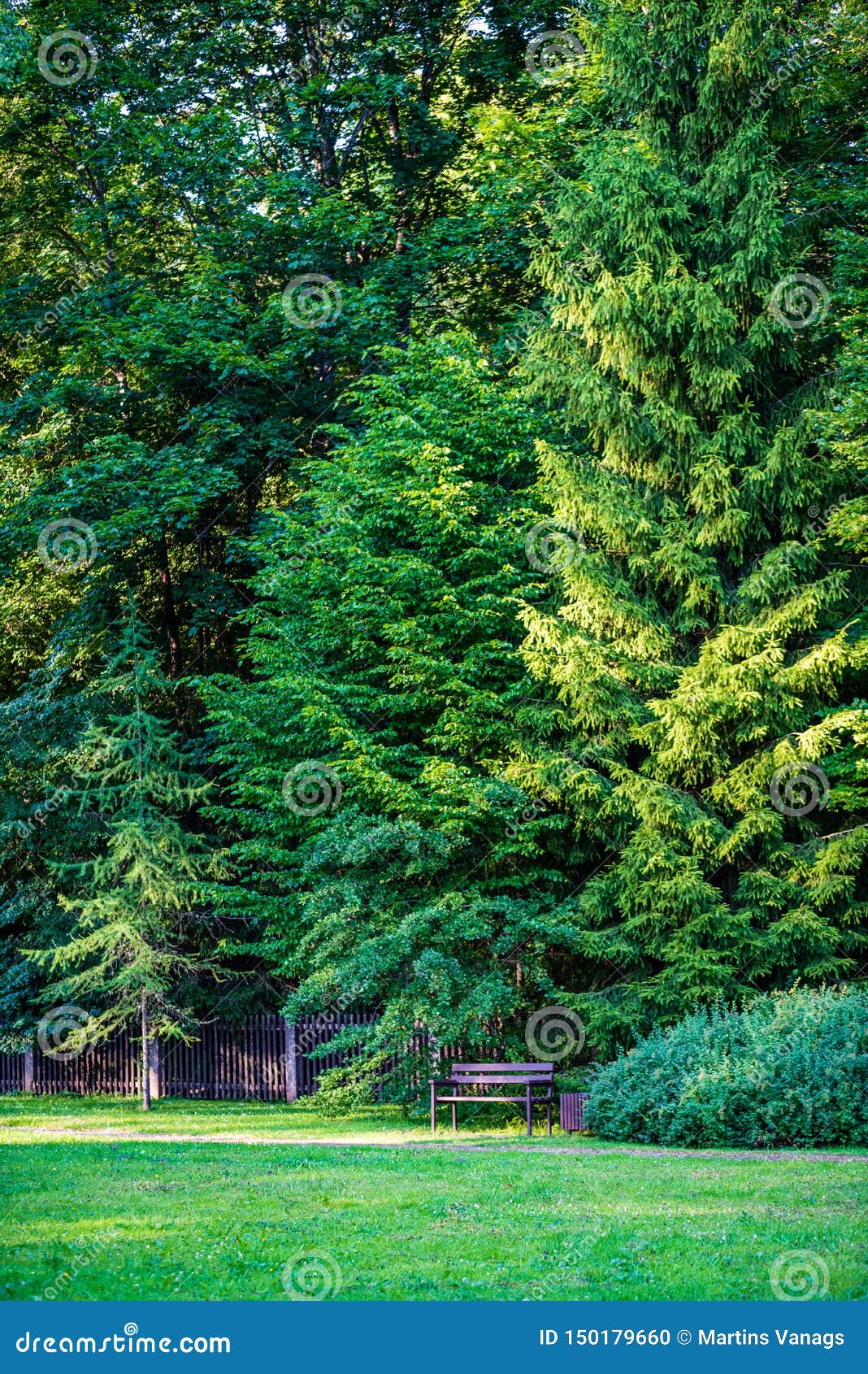 Summer Sun Lit Green Forest Park for Relaxsation Stock Photo - Image of ...