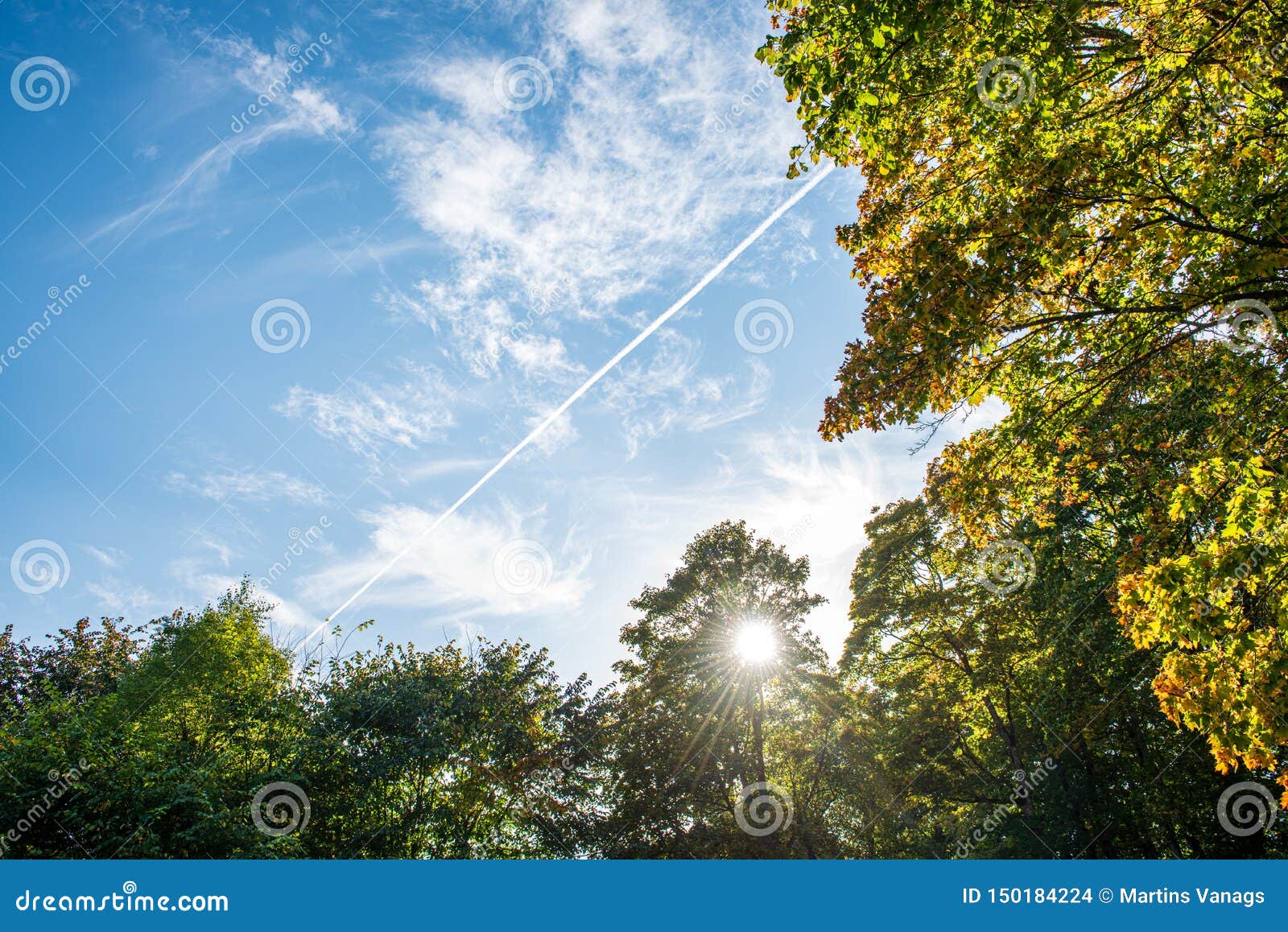 Summer Sun Lit Green Forest Park for Relaxsation Stock Photo - Image of ...