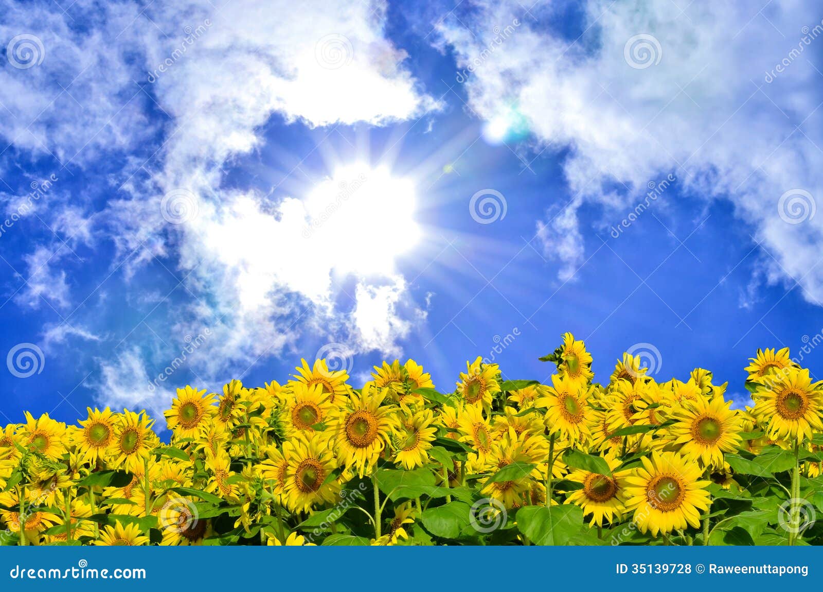 Summer Sun Over the Sunflower Field Stock Photo - Image of closeup ...
