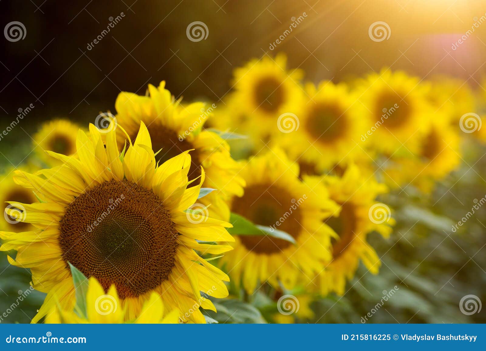 Summer Sun Over the Sunflower Field Stock Image - Image of blooming ...
