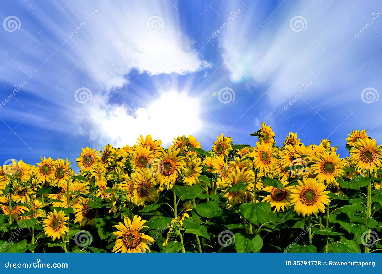 Summer Sun Over the Sunflower Field Stock Photo - Image of cloud ...