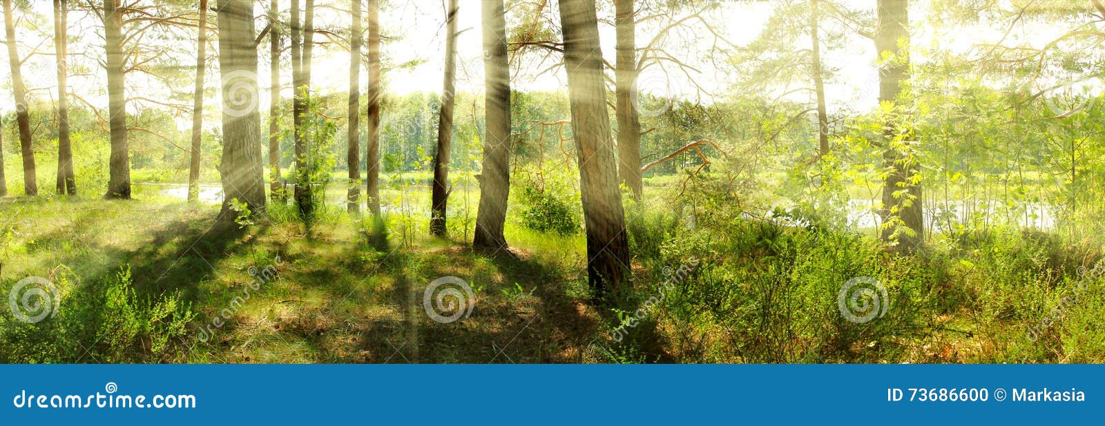 Summer stock photo. Image of beautiful, forest, beach - 73686600