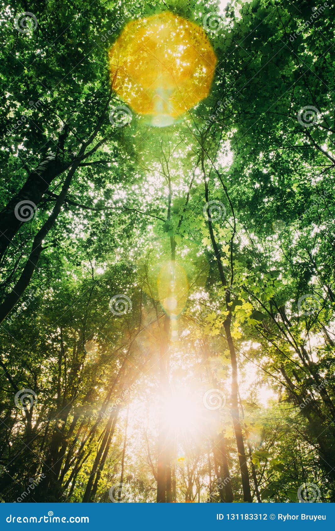 Summer Sun Shining through Canopy of Tall Trees. Sunlight in Dec Stock ...