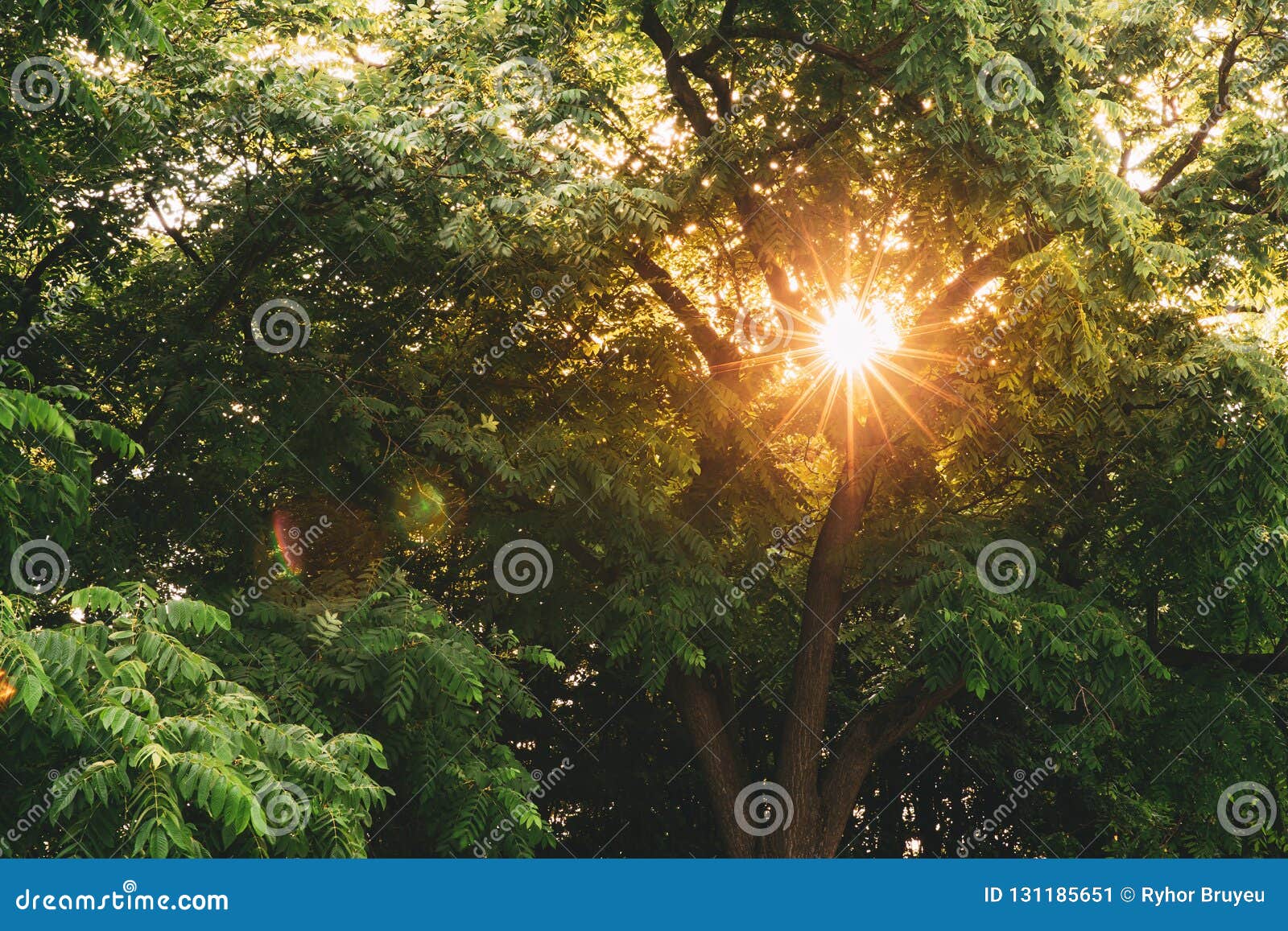 Summer Sun Shining through Canopy of Tall Trees. Sunlight in Dec Stock ...
