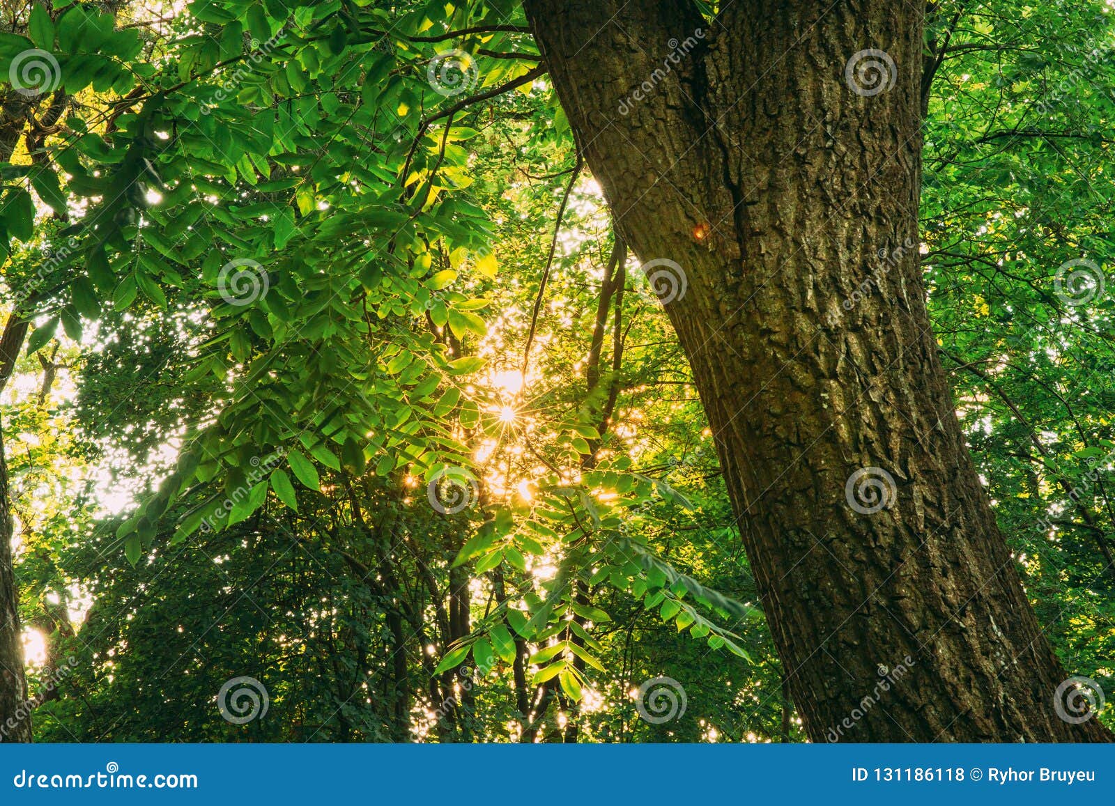 Summer Sun Shining through Canopy of Tall Trees. Sunlight in Dec Stock ...