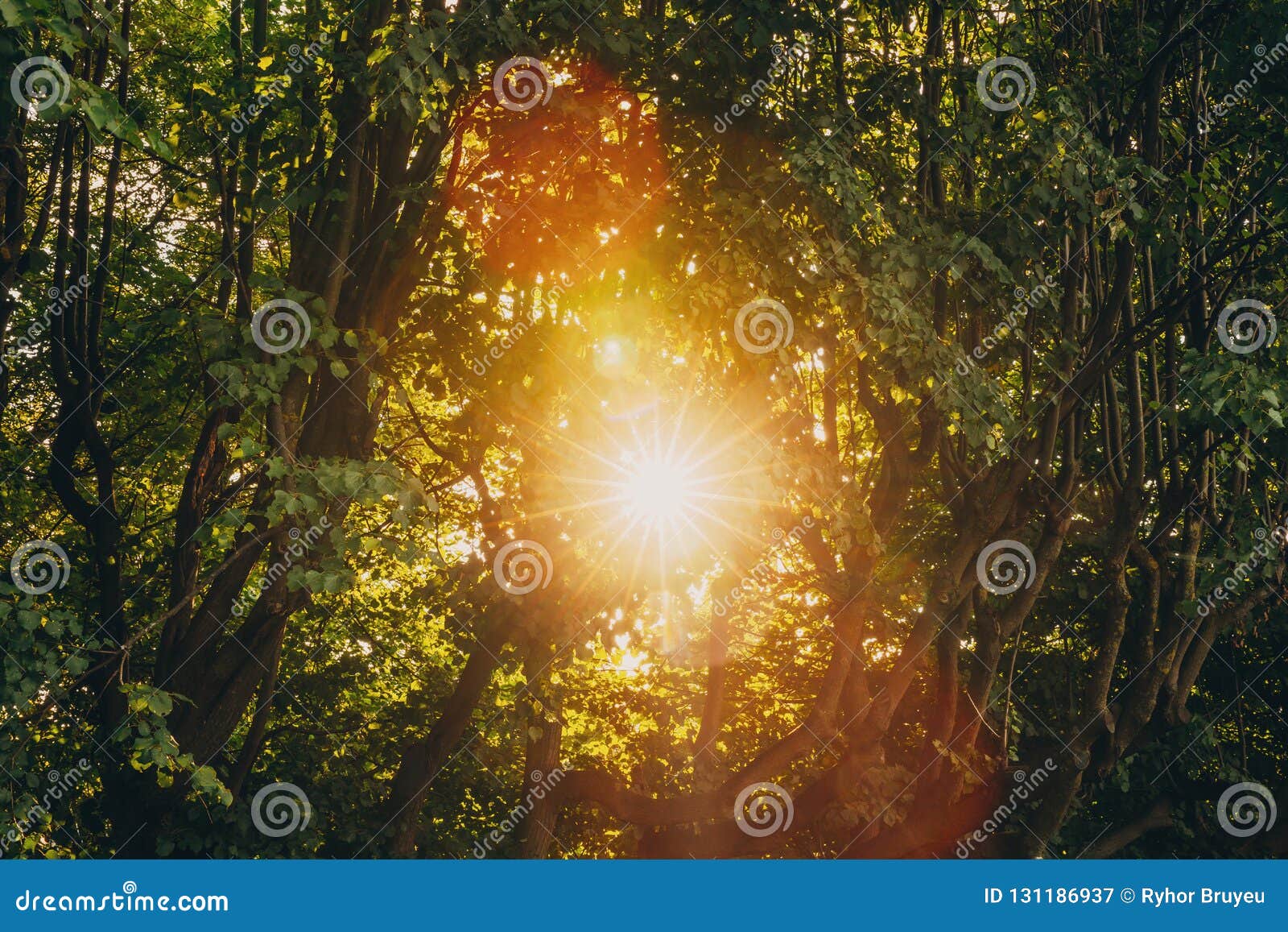 Summer Sun Shining through Canopy of Tall Trees. Sunlight in Dec Stock ...