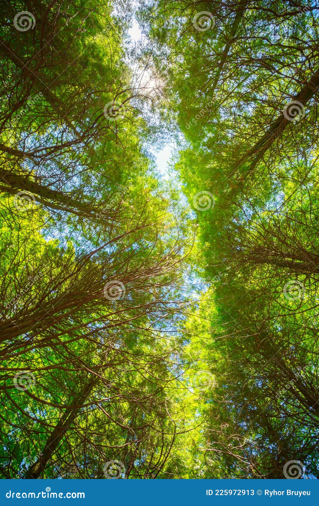 Summer Sun Shining through Canopy of Tall Trees. Upper Branches of Tree ...