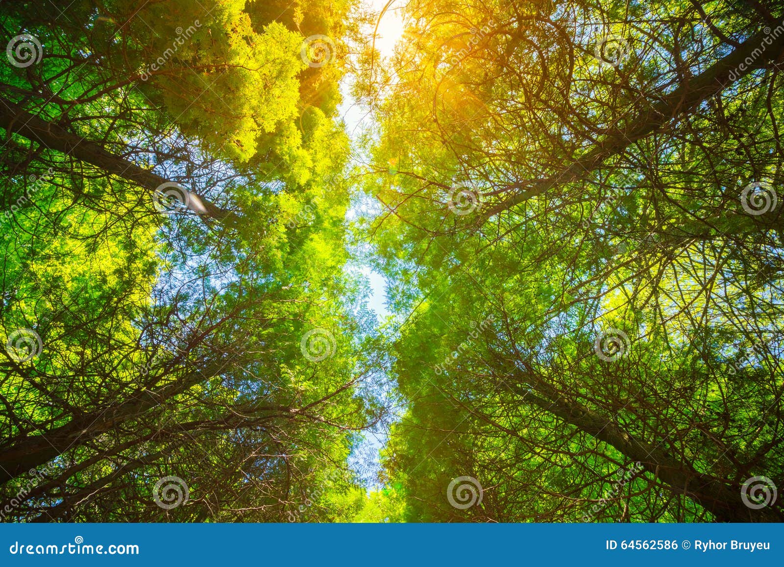 Summer Sun Shining through Canopy of Tall Trees Stock Photo - Image of ...