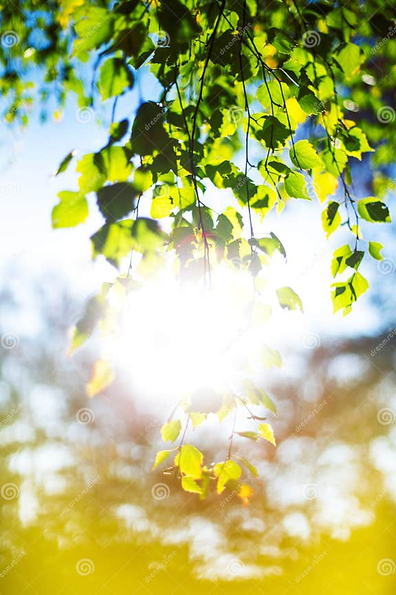 Summer Sun Shining through Forest Trees Stock Image - Image of morning ...