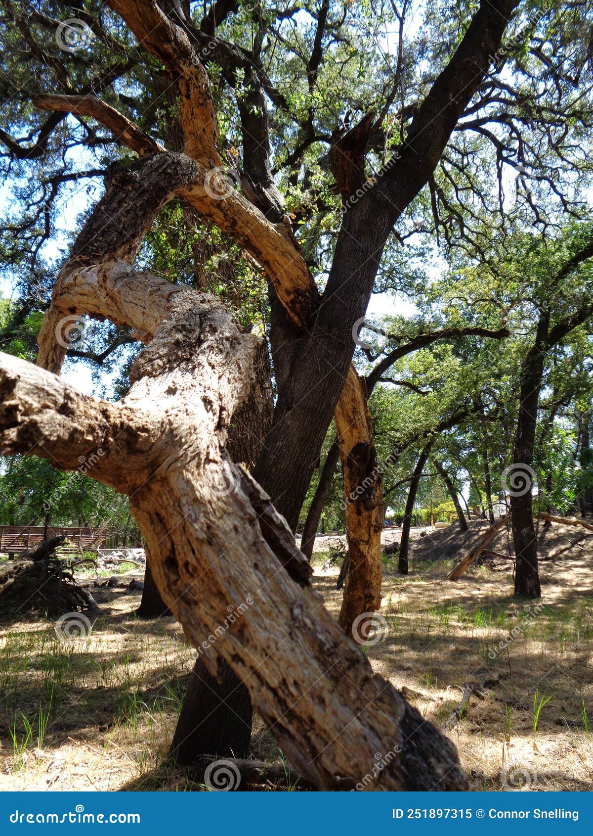 Twisted Tree in the Forest with Bark Missing and Broken Branches Stock ...