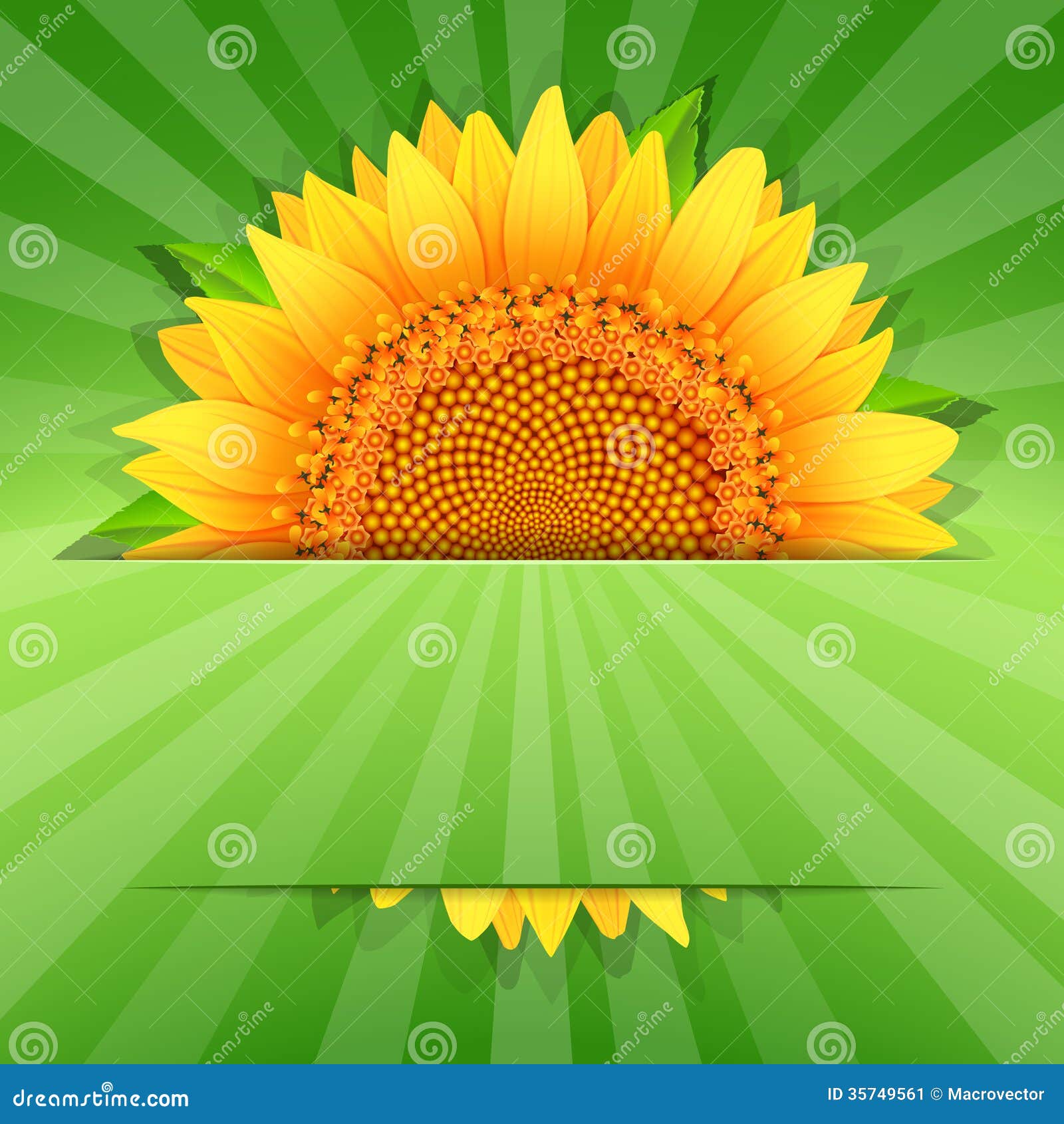 Sunflower Poster Set Cartoon Vector | CartoonDealer.com #229535971
