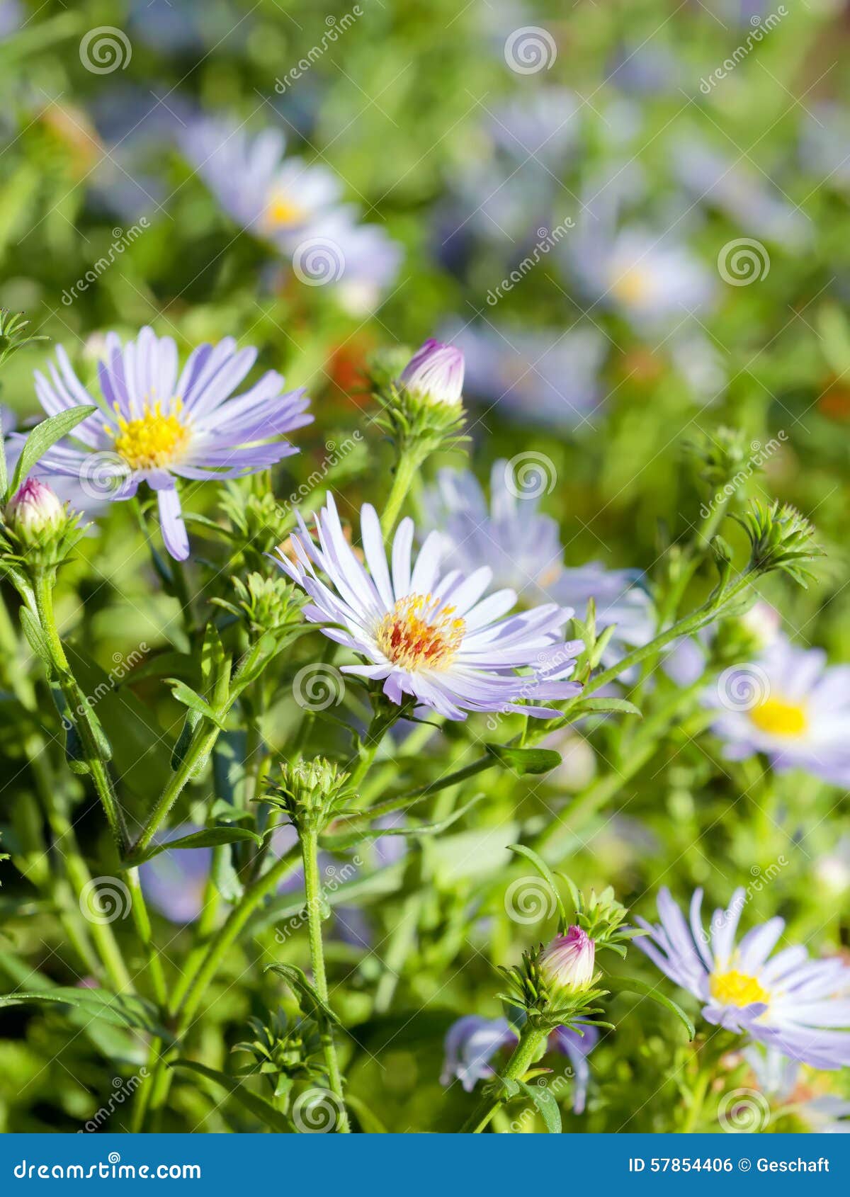 Summer Sunlight Scene: Daisy or Chamomile Flowers Stock Photo - Image ...