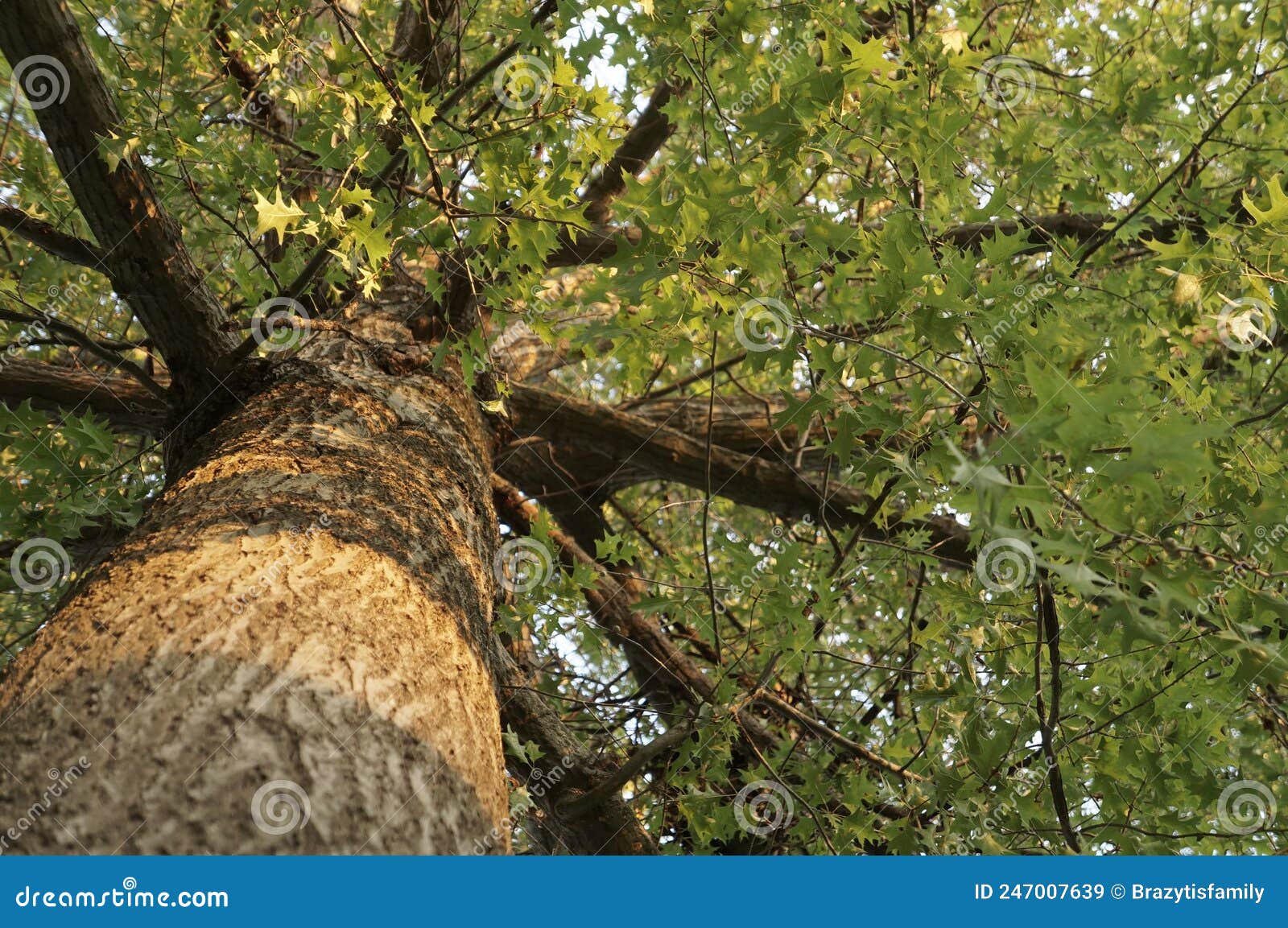 Sunlight on Trunk of Quercus Tree Stock Image - Image of leafed ...