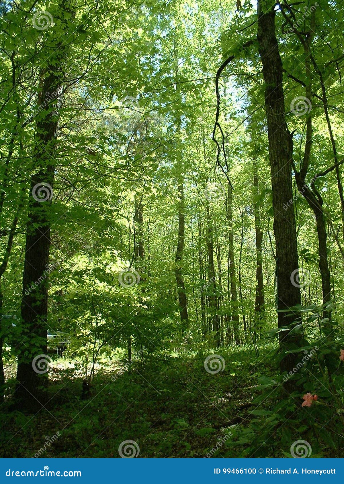 Summer Sunlight in the Woods Stock Photo - Image of trees, beautiful ...